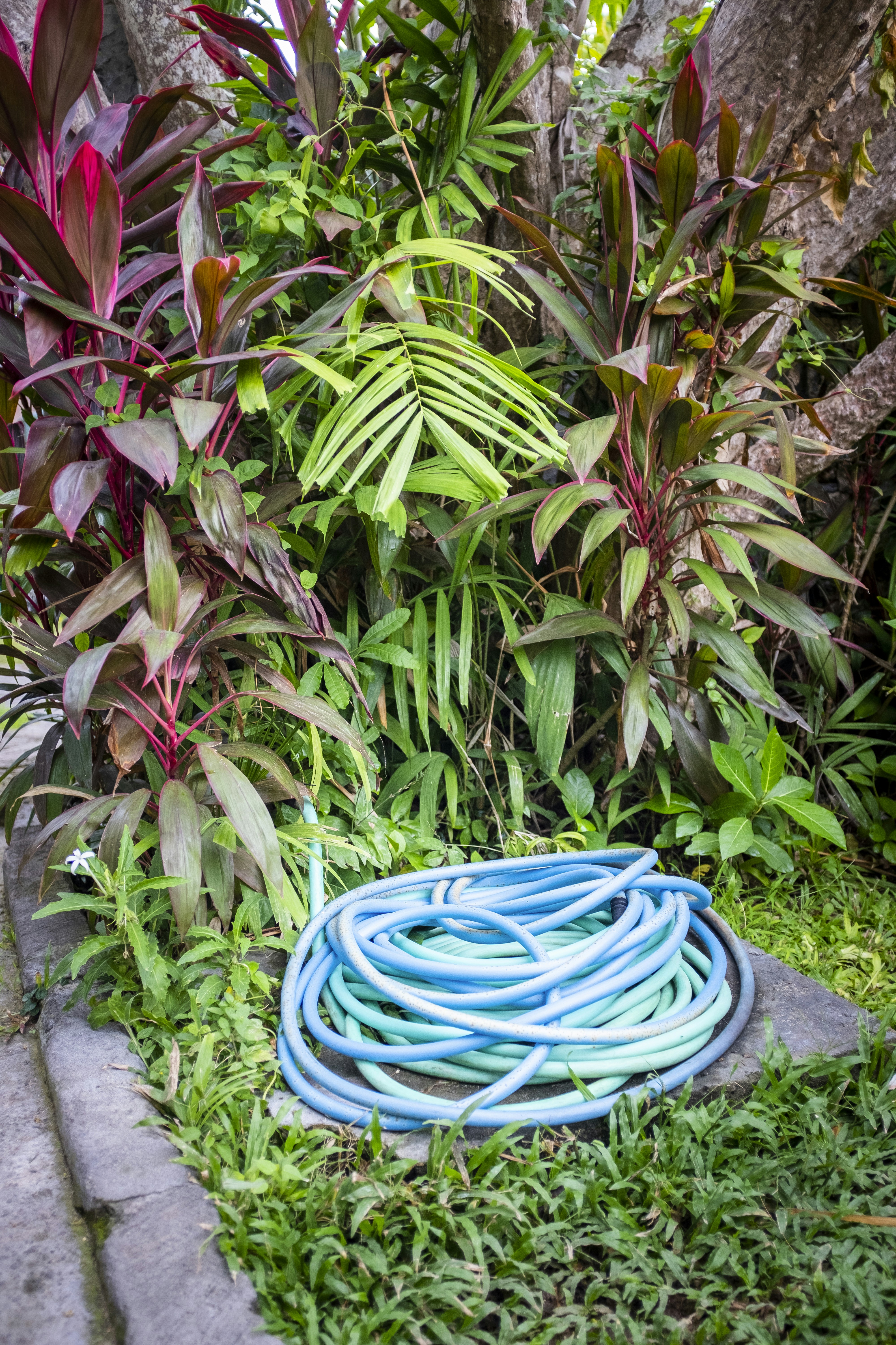 Indigo Hose Resting Among Tropical Foliage