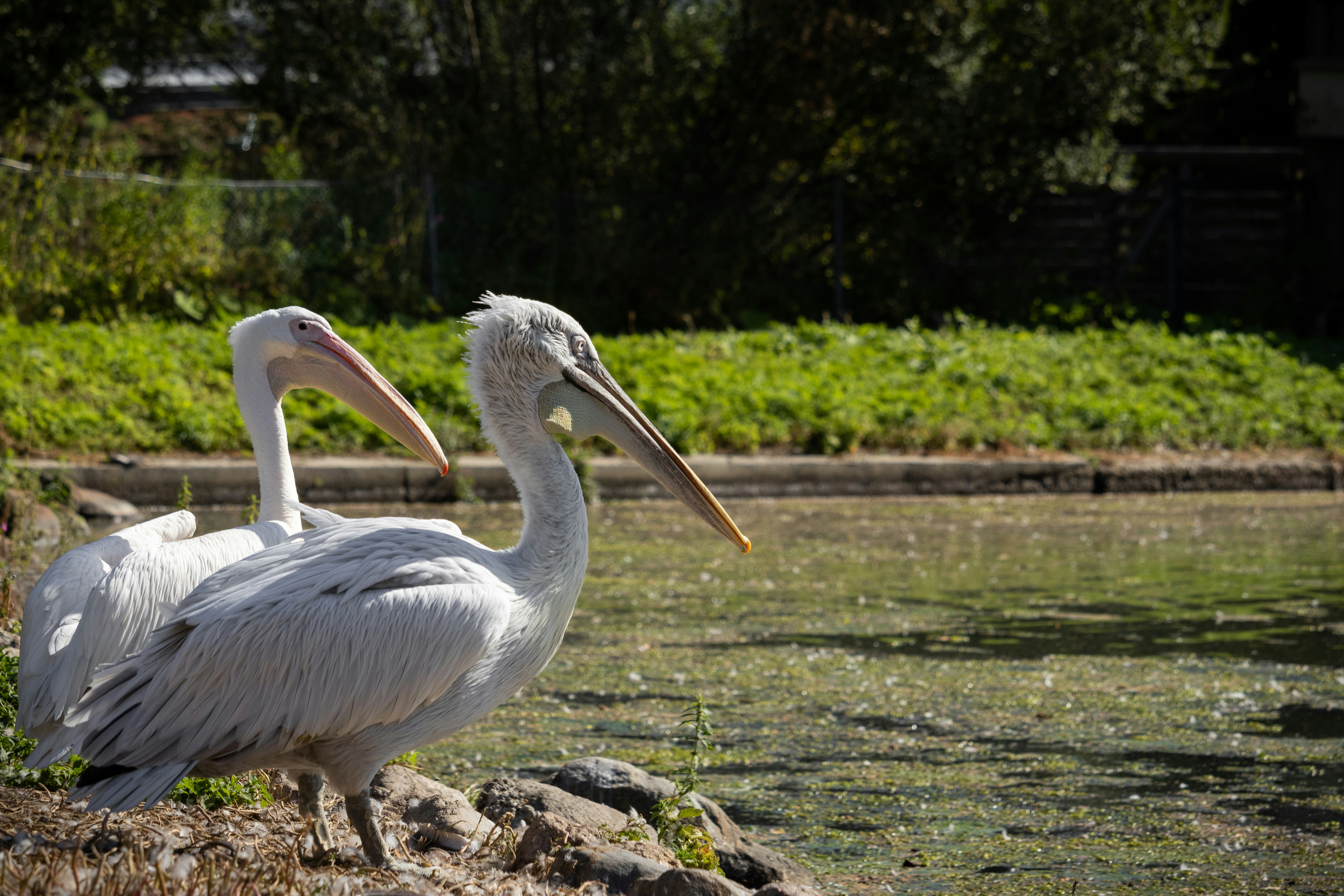 Sunlit Duo: Pelicans Along the Riverbank