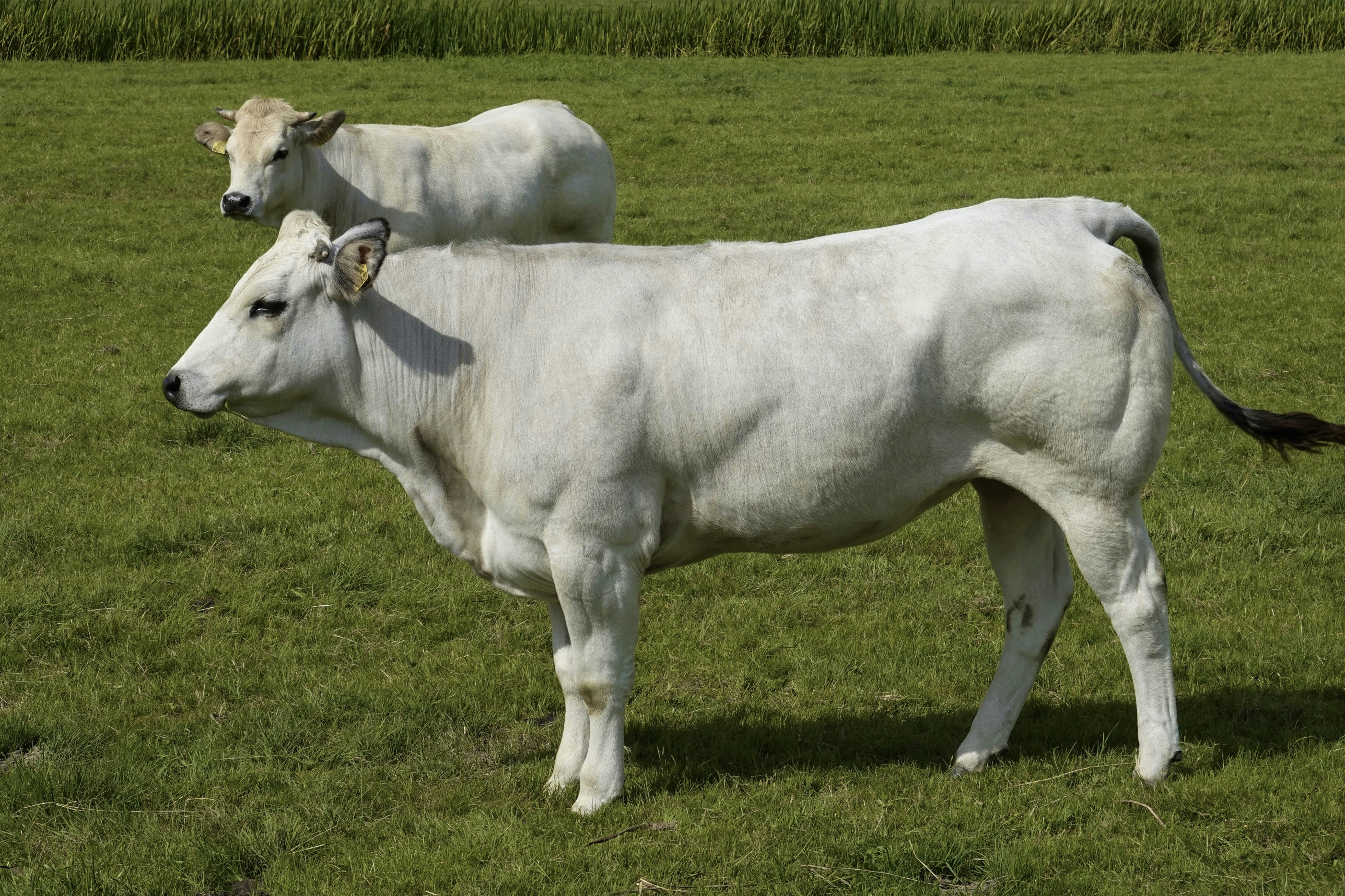 Two white cows grazing peacefully in a lush green field under clear skies.