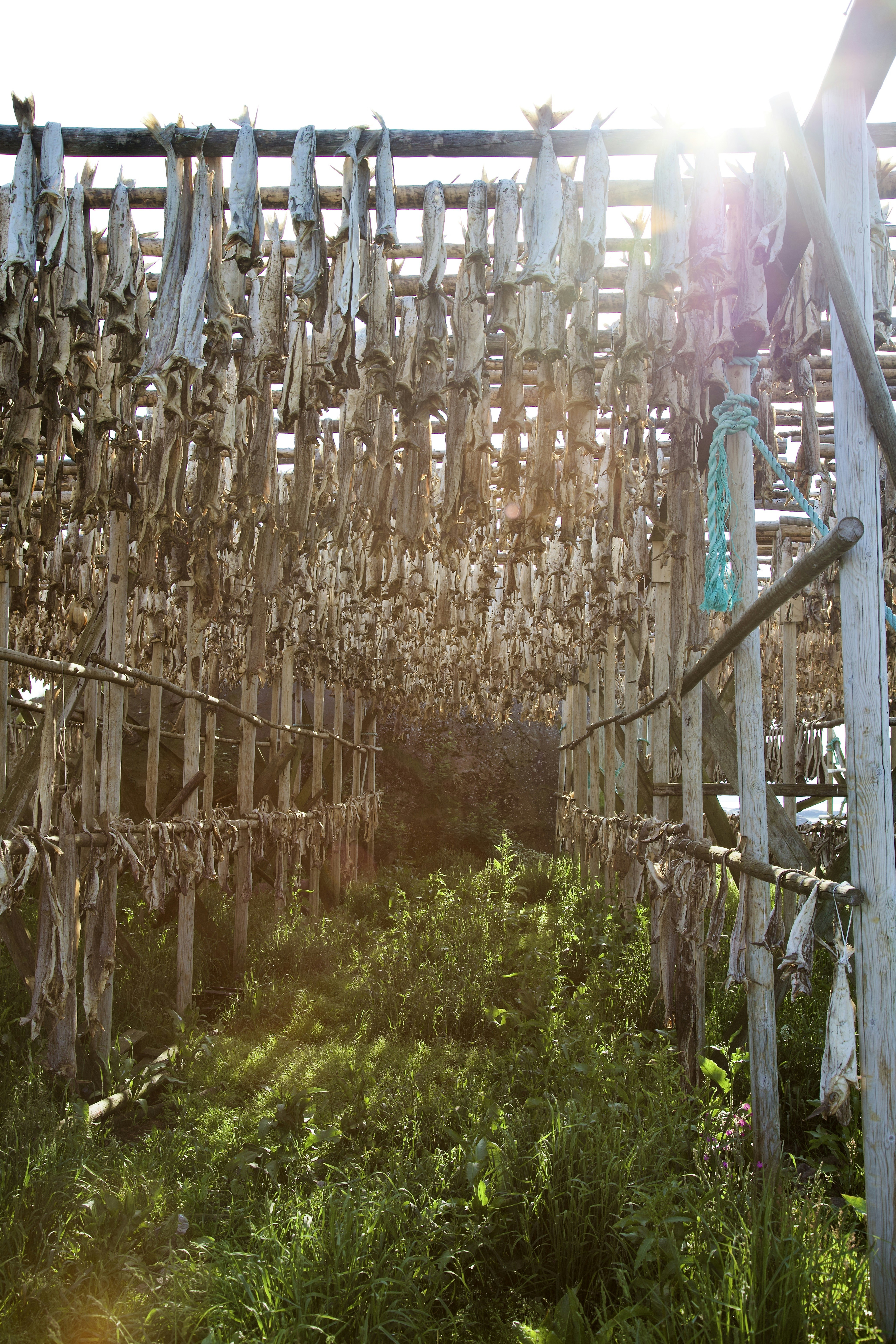 Sunlit Corridor of Dried Fish on Weathered Racks