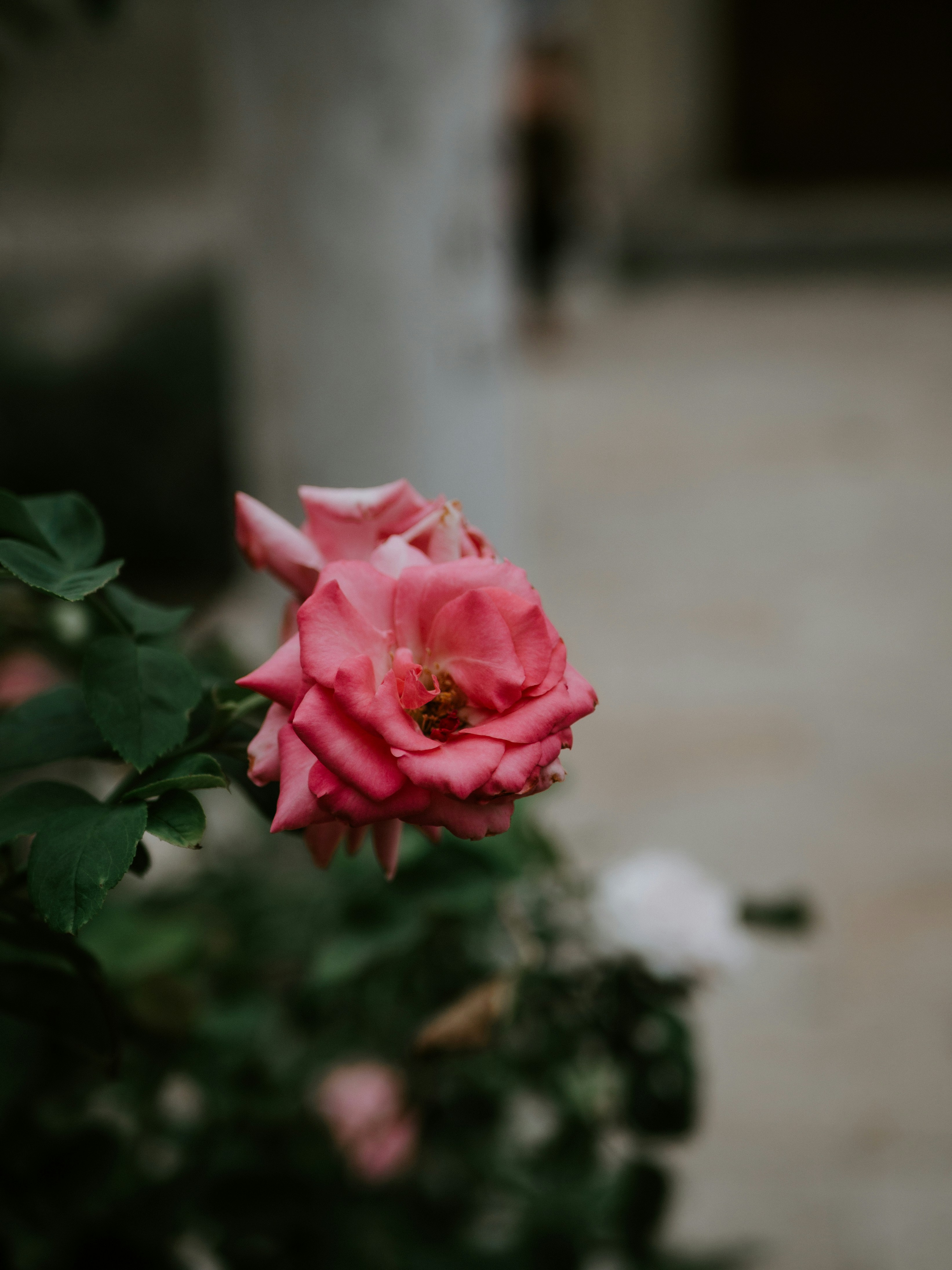 Velvet Petals, Clear Center: a Pink Rose in Soft Focus