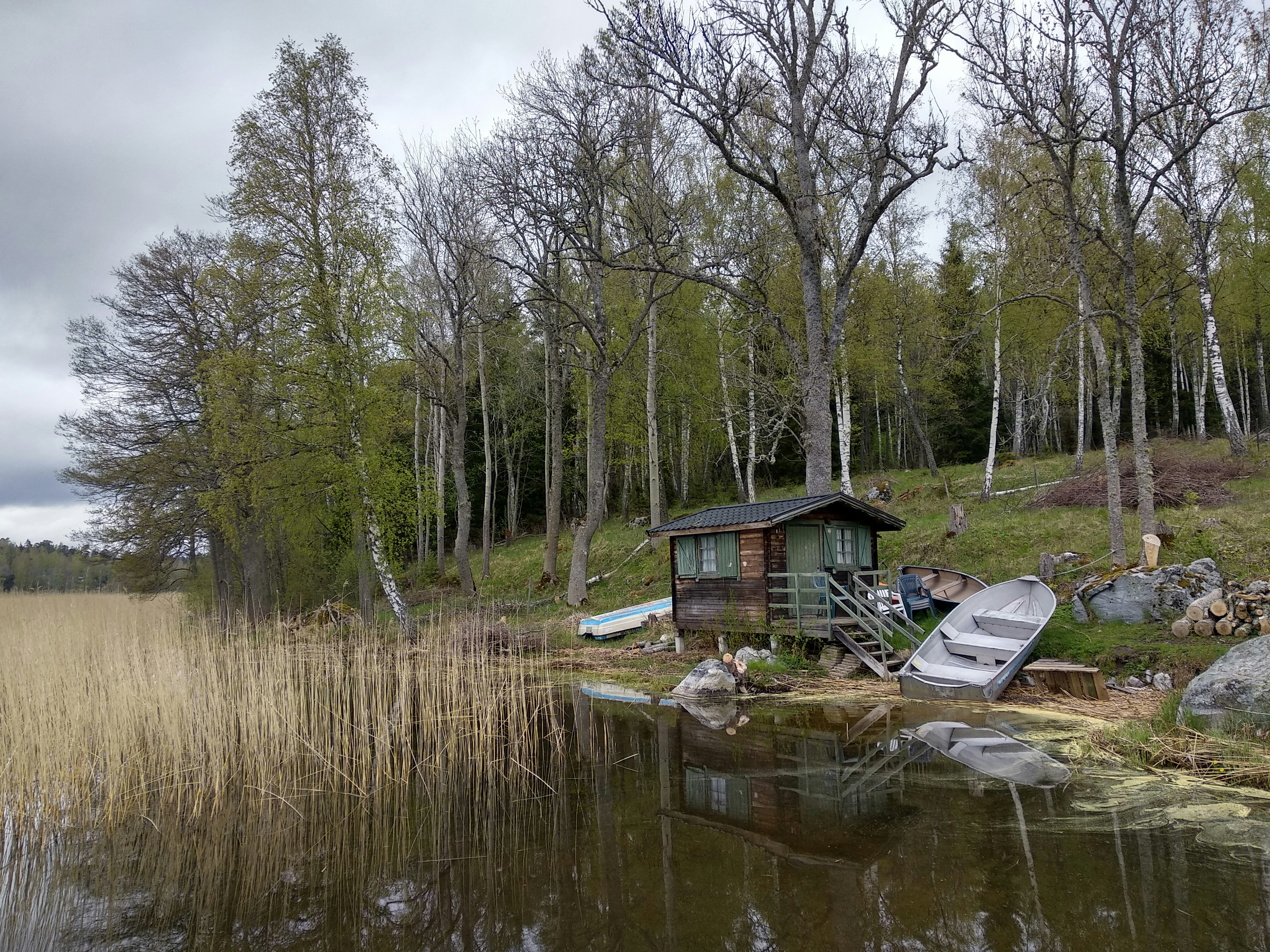 Lakeside Refuge: A Weathered Boathouse Framed by Reeds and Birch