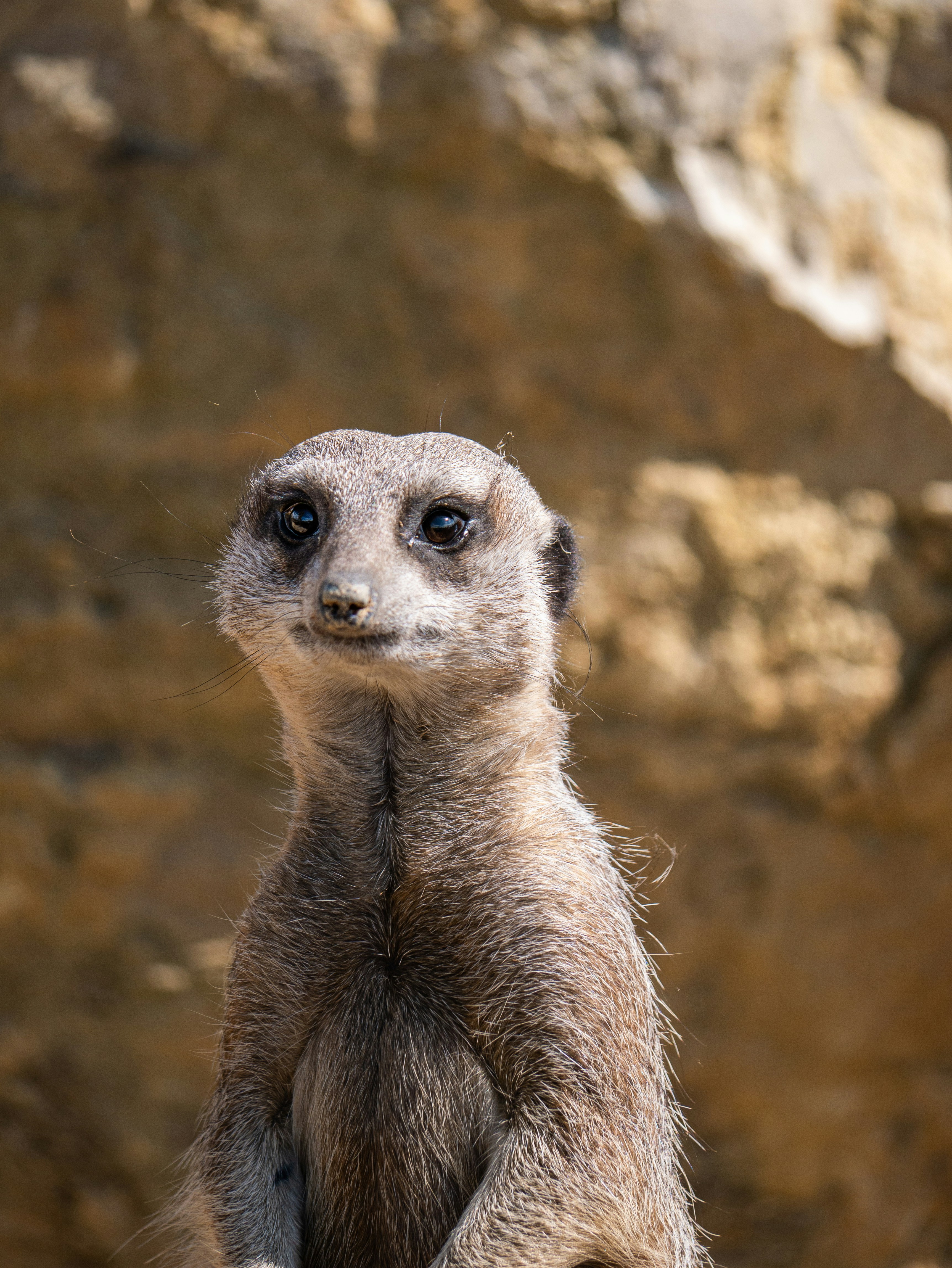 A small animal standing in front of a rock wall photo – Free Animal ...