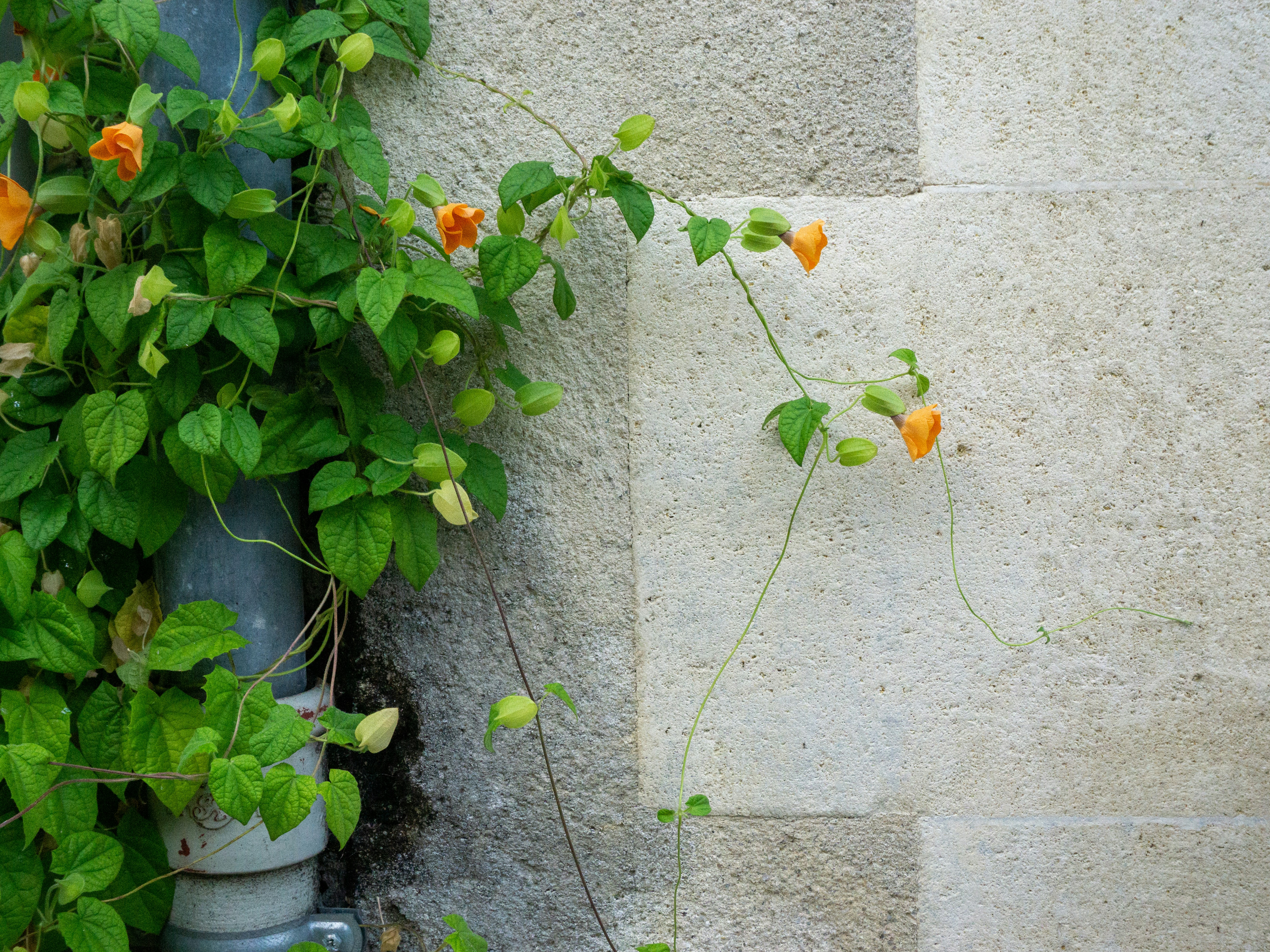 a plant next to a wall