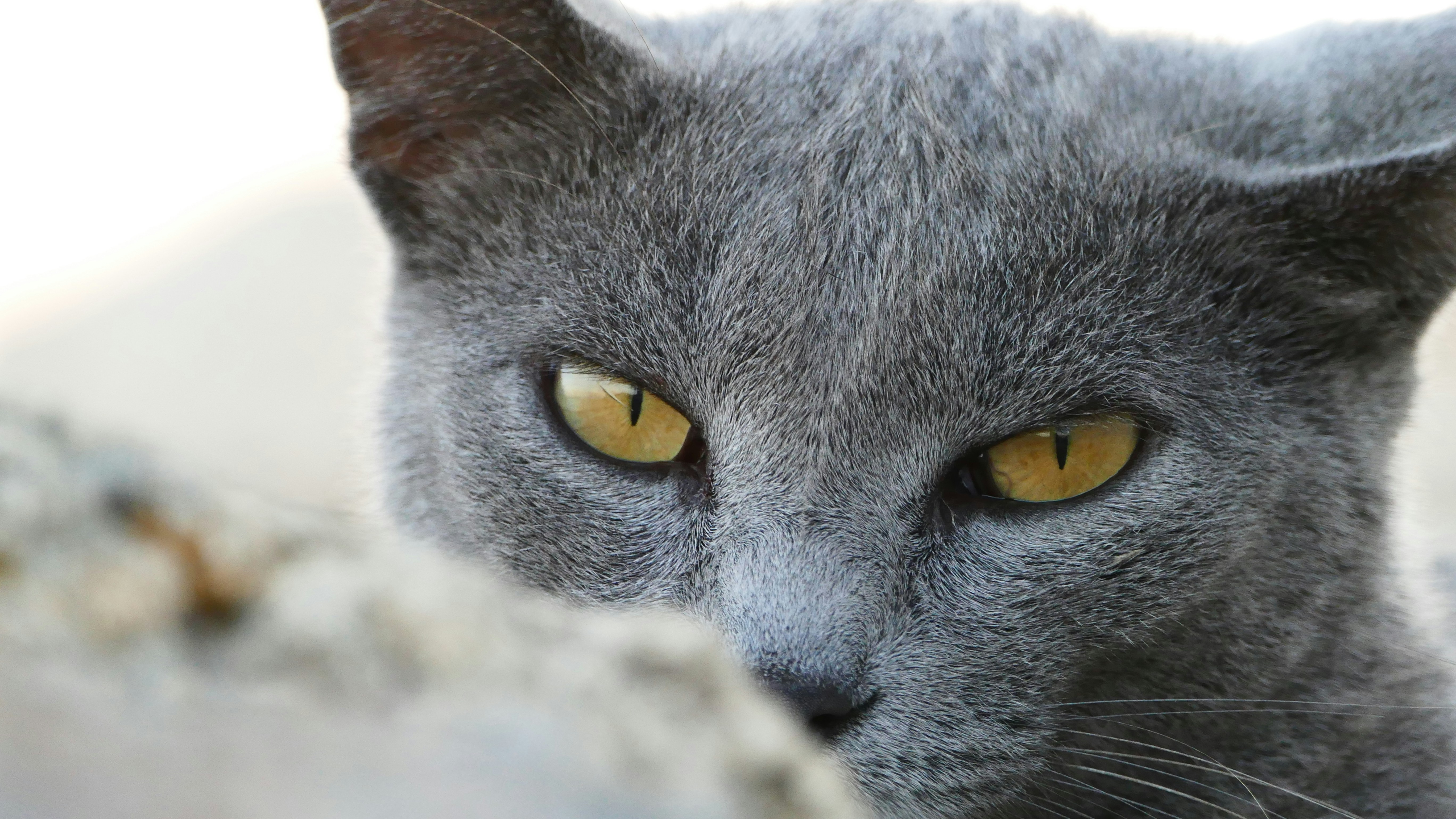 Russian Blue With Yellow Eyes