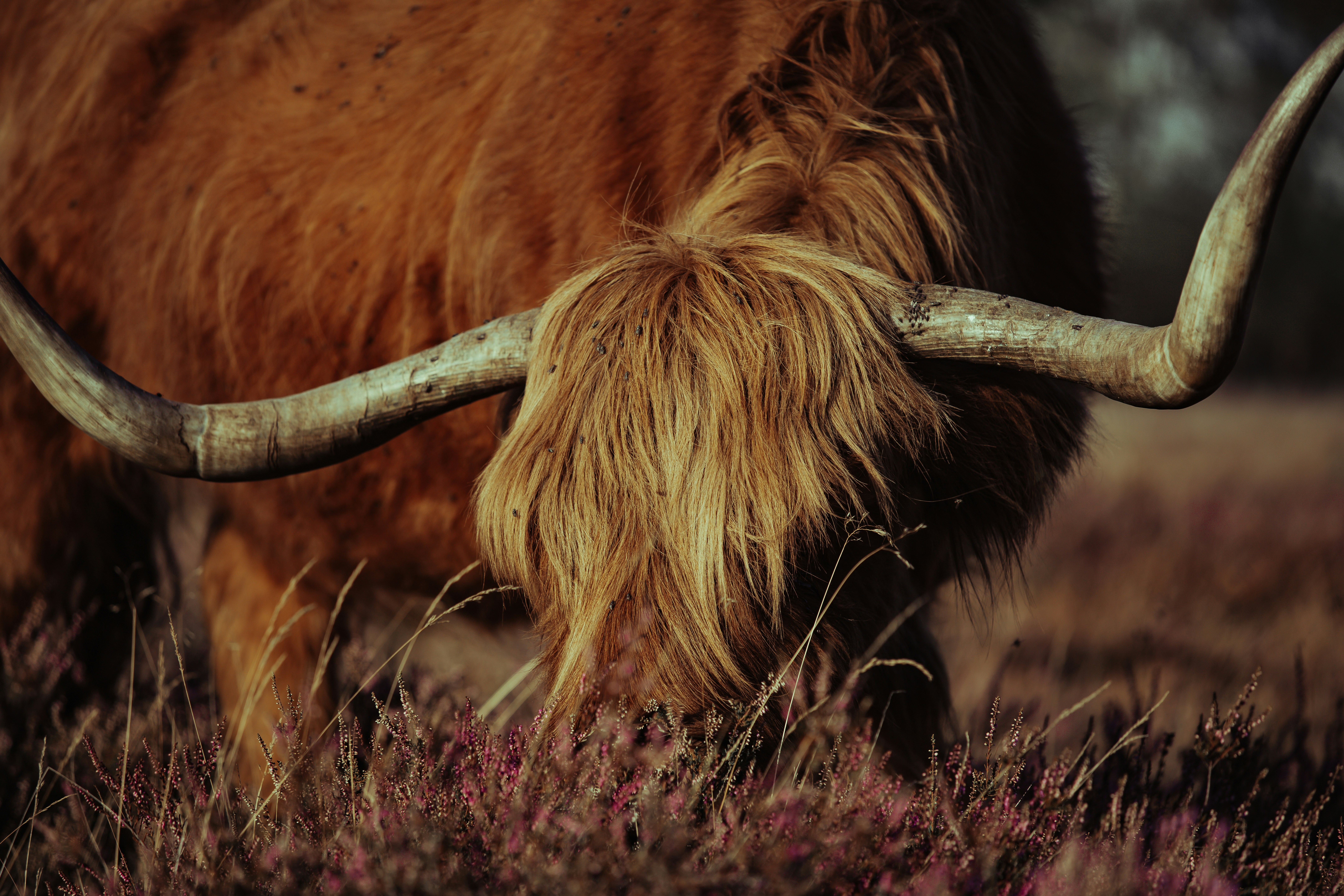 Close-Up of a Highland Longhorn's Muzzle and Curved Horn
