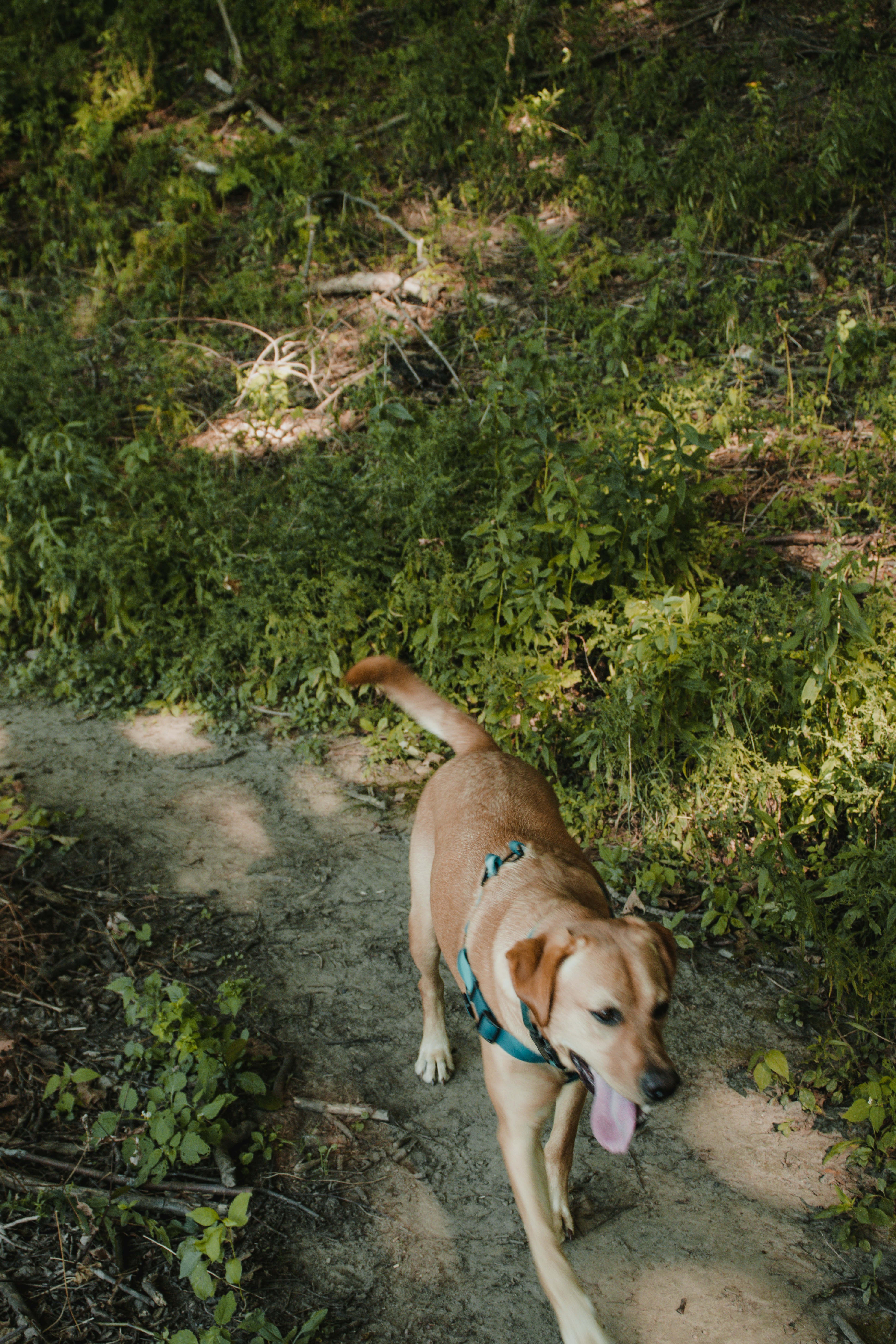 A dog on a path photo – Free #dog Image on Unsplash