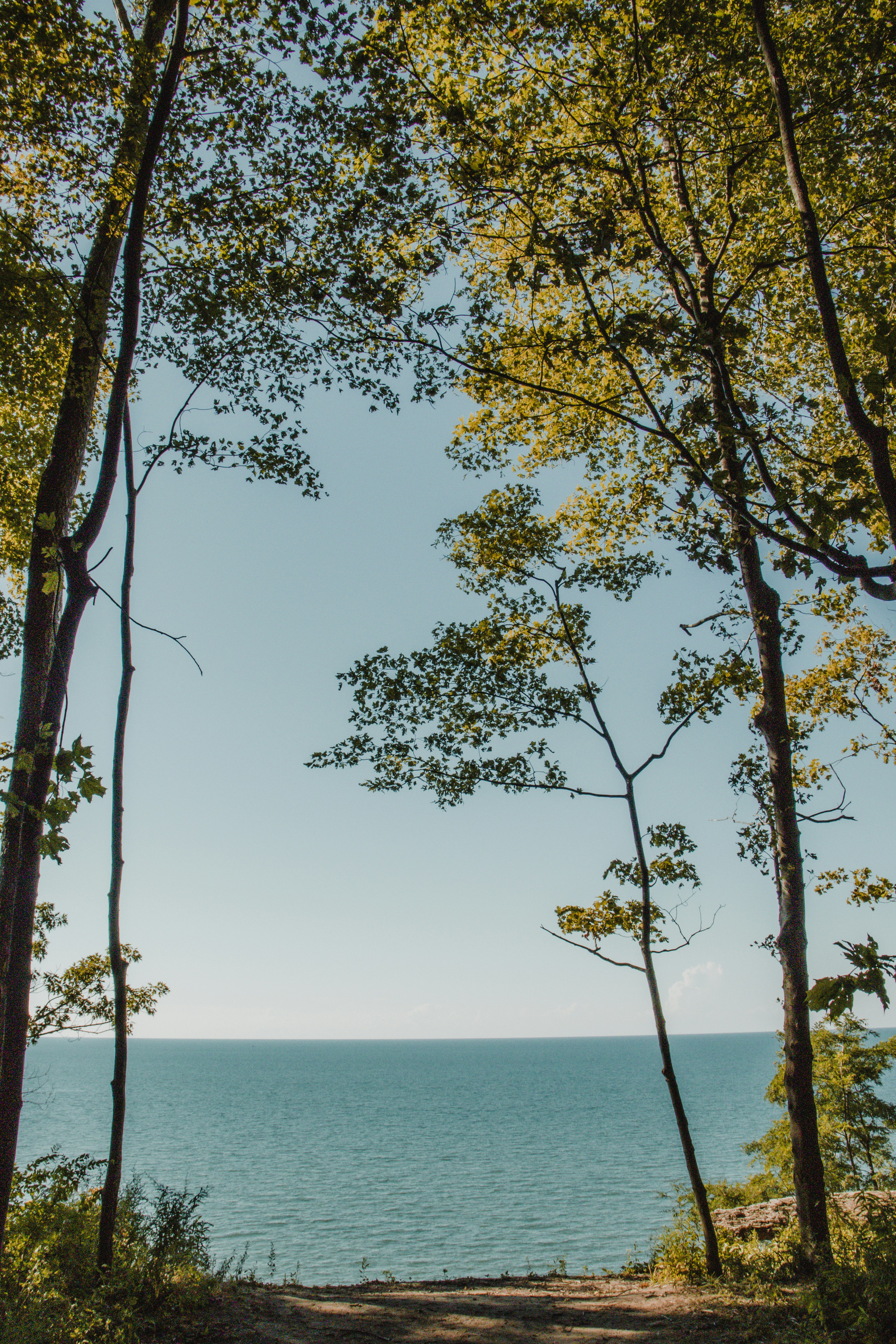Lush green trees frame a tranquil view of the ocean under a clear blue sky.