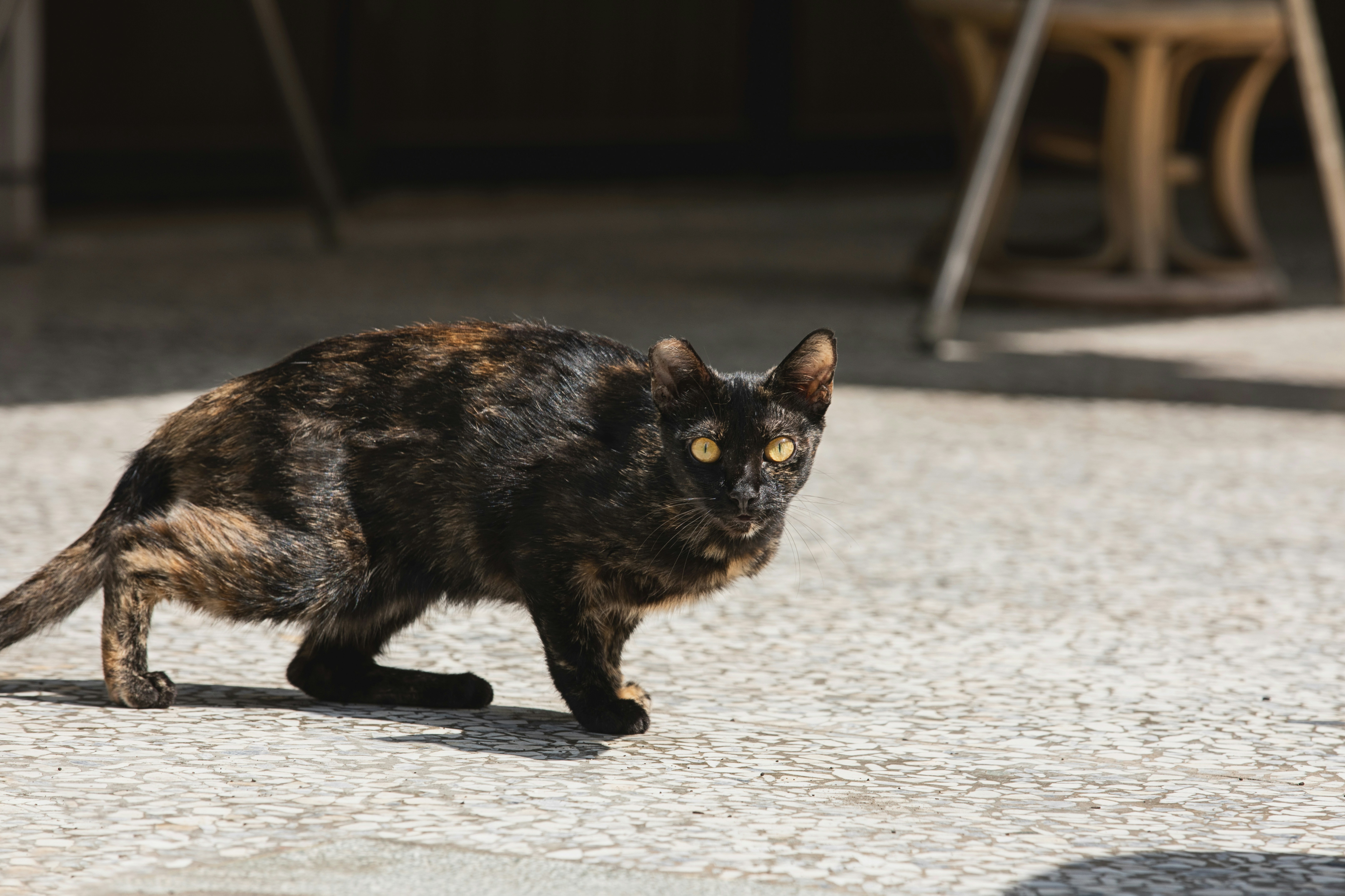 Black Cat photo shot on Canon EOS 5D Mark IV