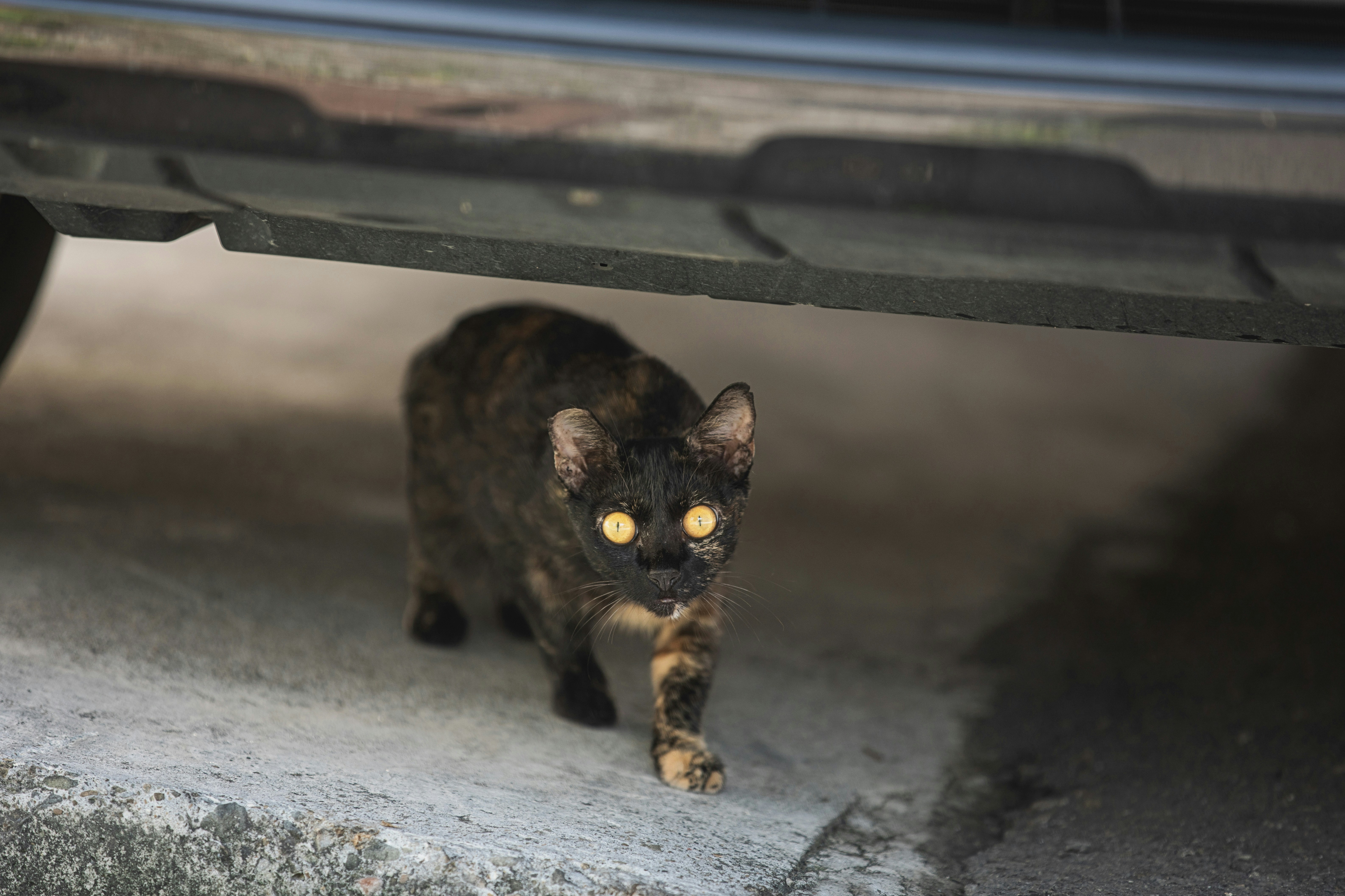 Hidden Stalker: A Calico Shadow Emerges from the Parking Shade