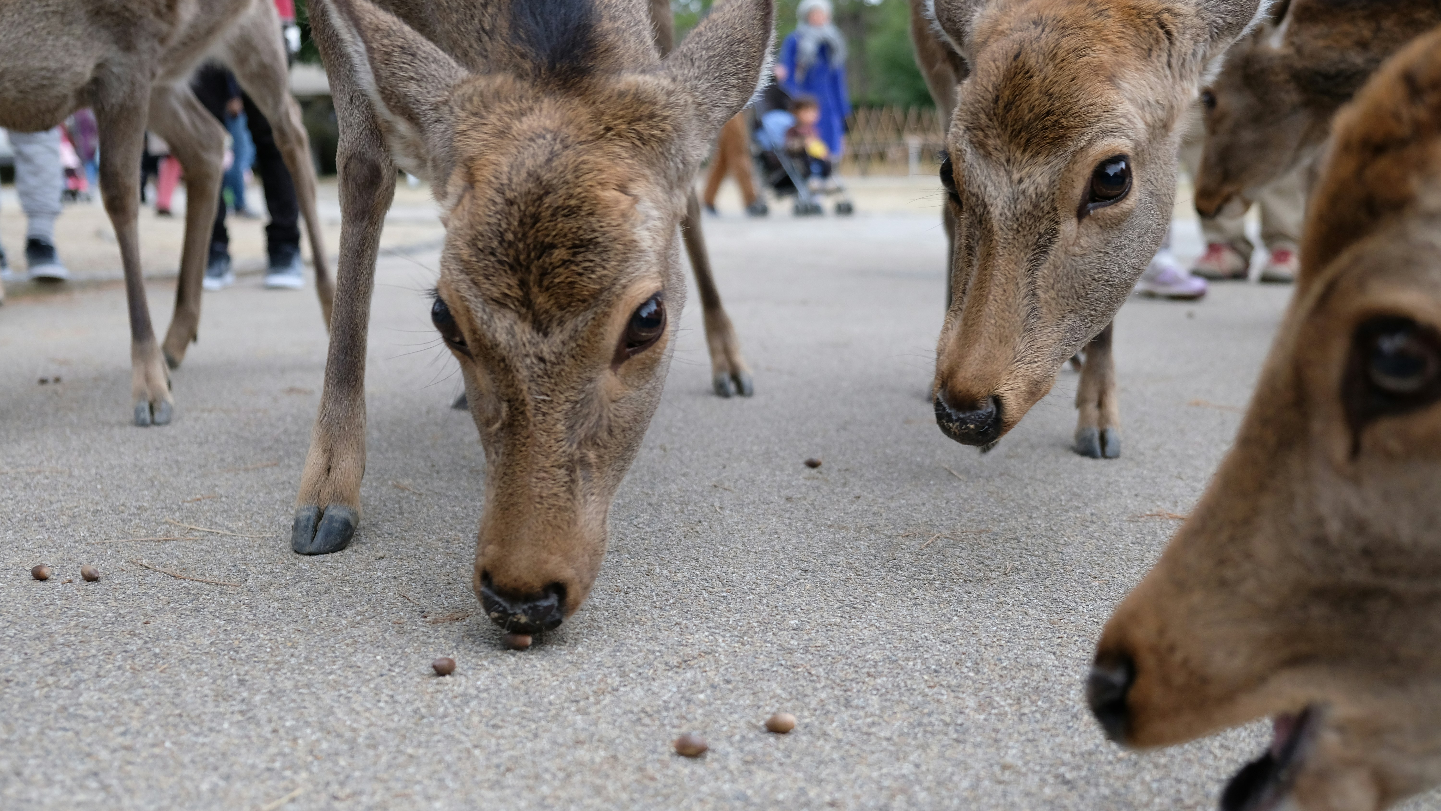 Ground-Level Curiosity: Deer Foraging on a Park Path