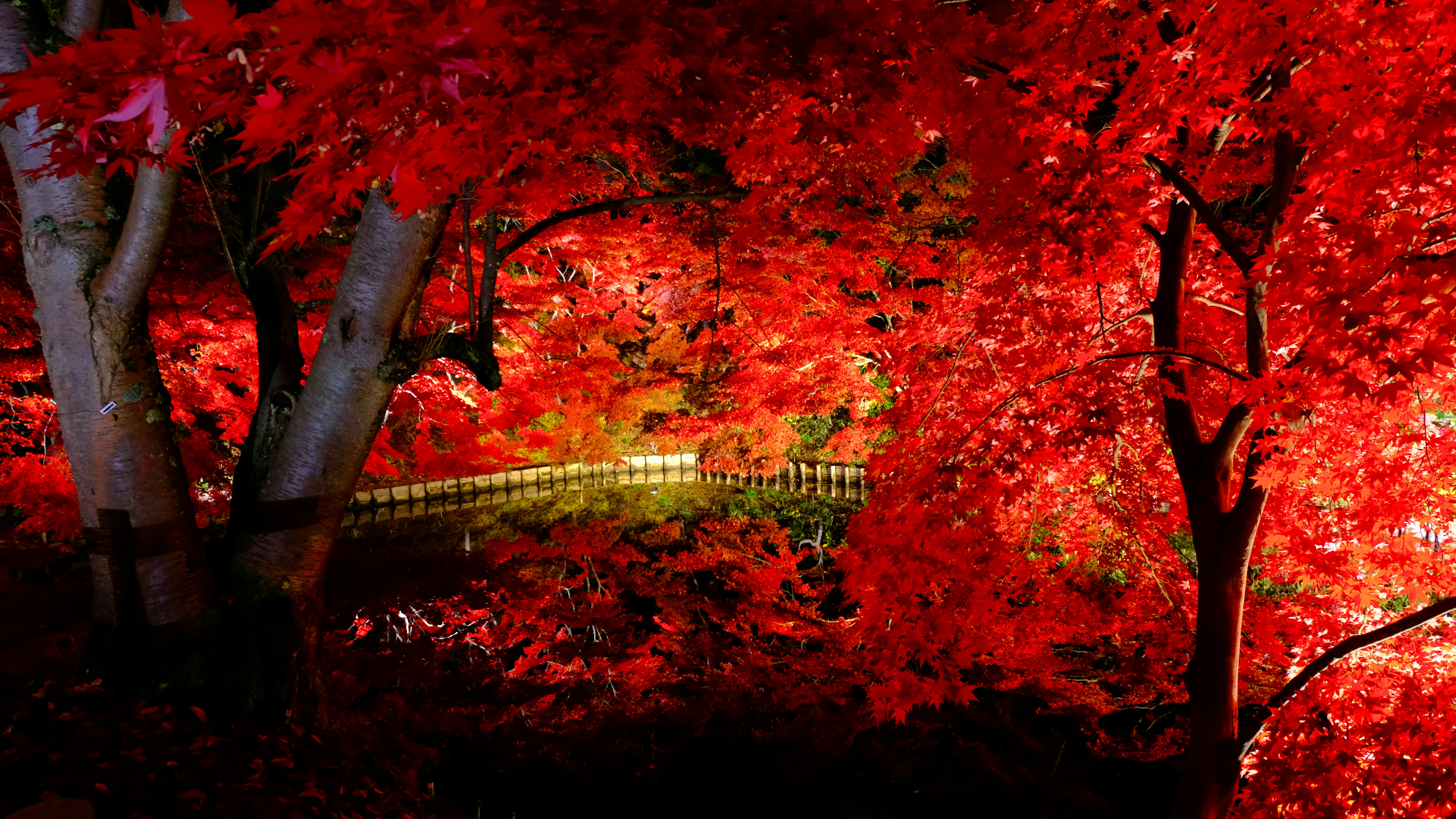 Crimson Canopy: A Tranquil Bridge Amid Japanese Maples