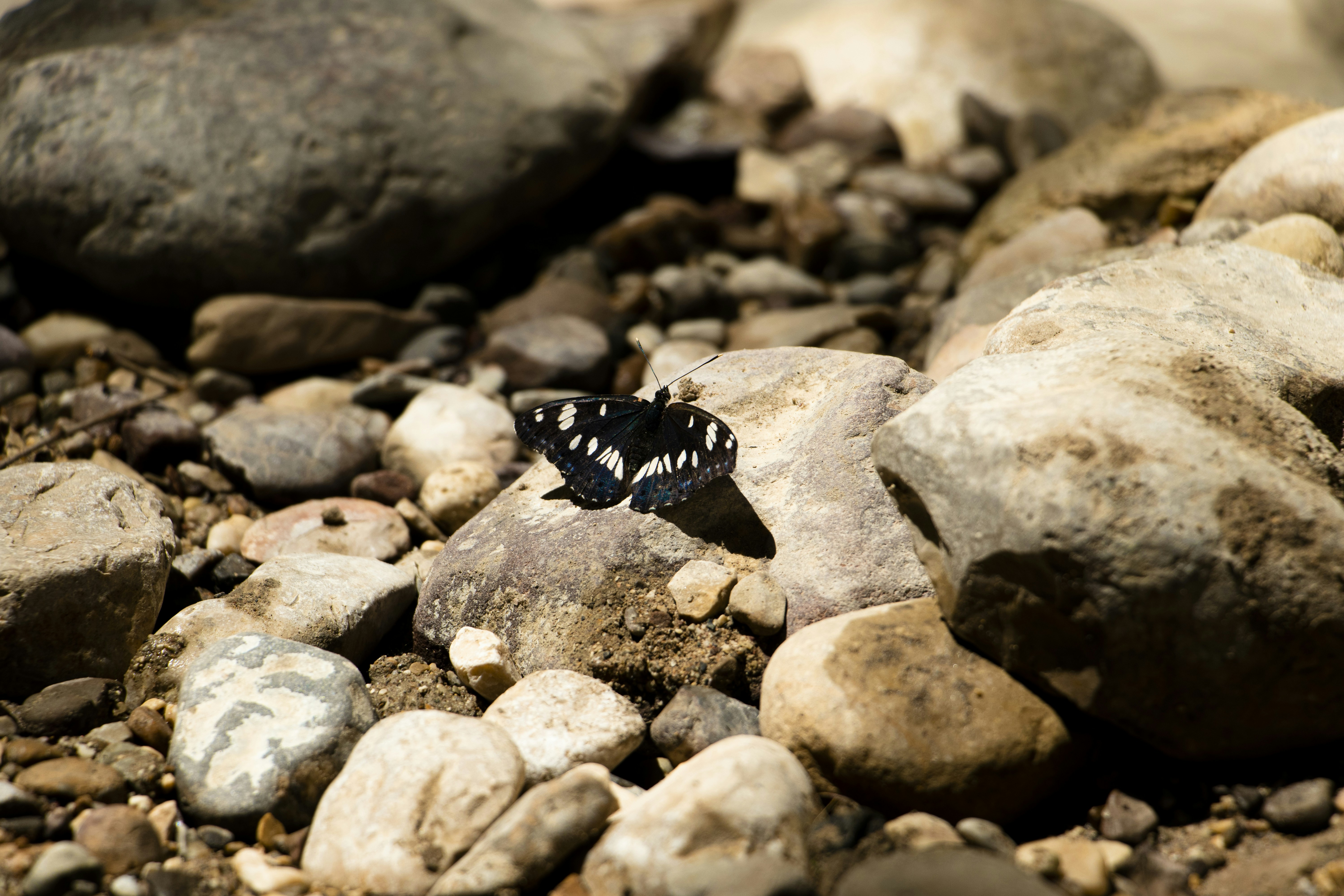Spotty Wings on a Pebble Path