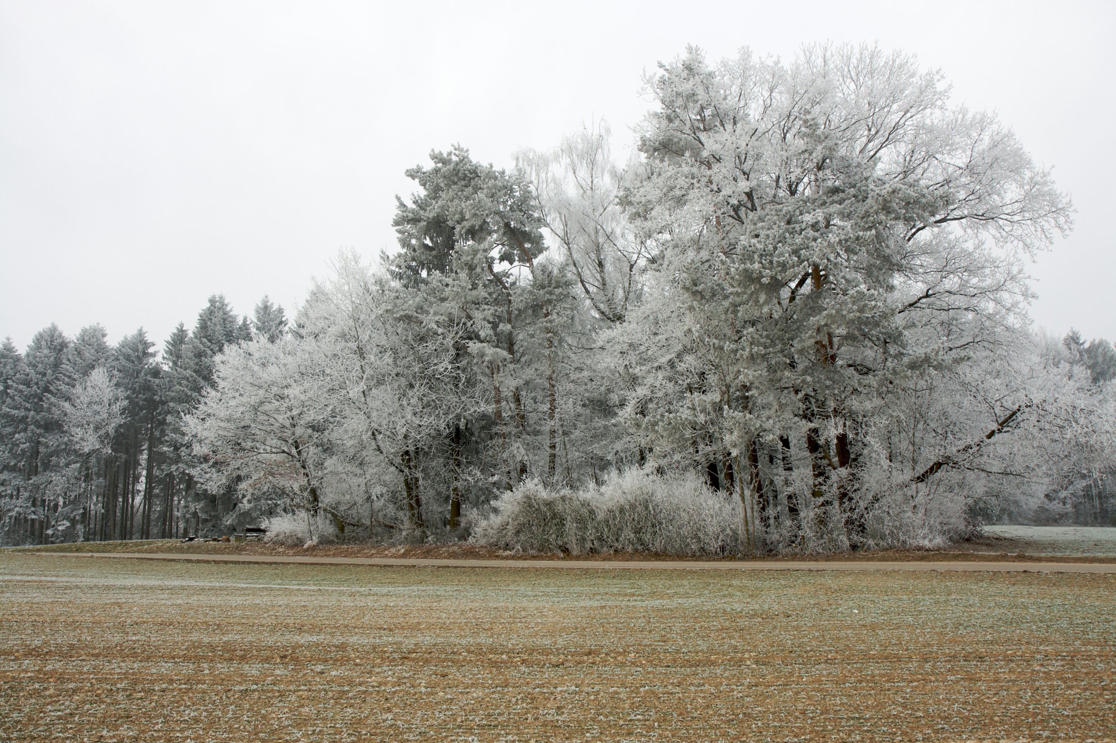 Frost-Hushed Copse Framing a Quiet Field