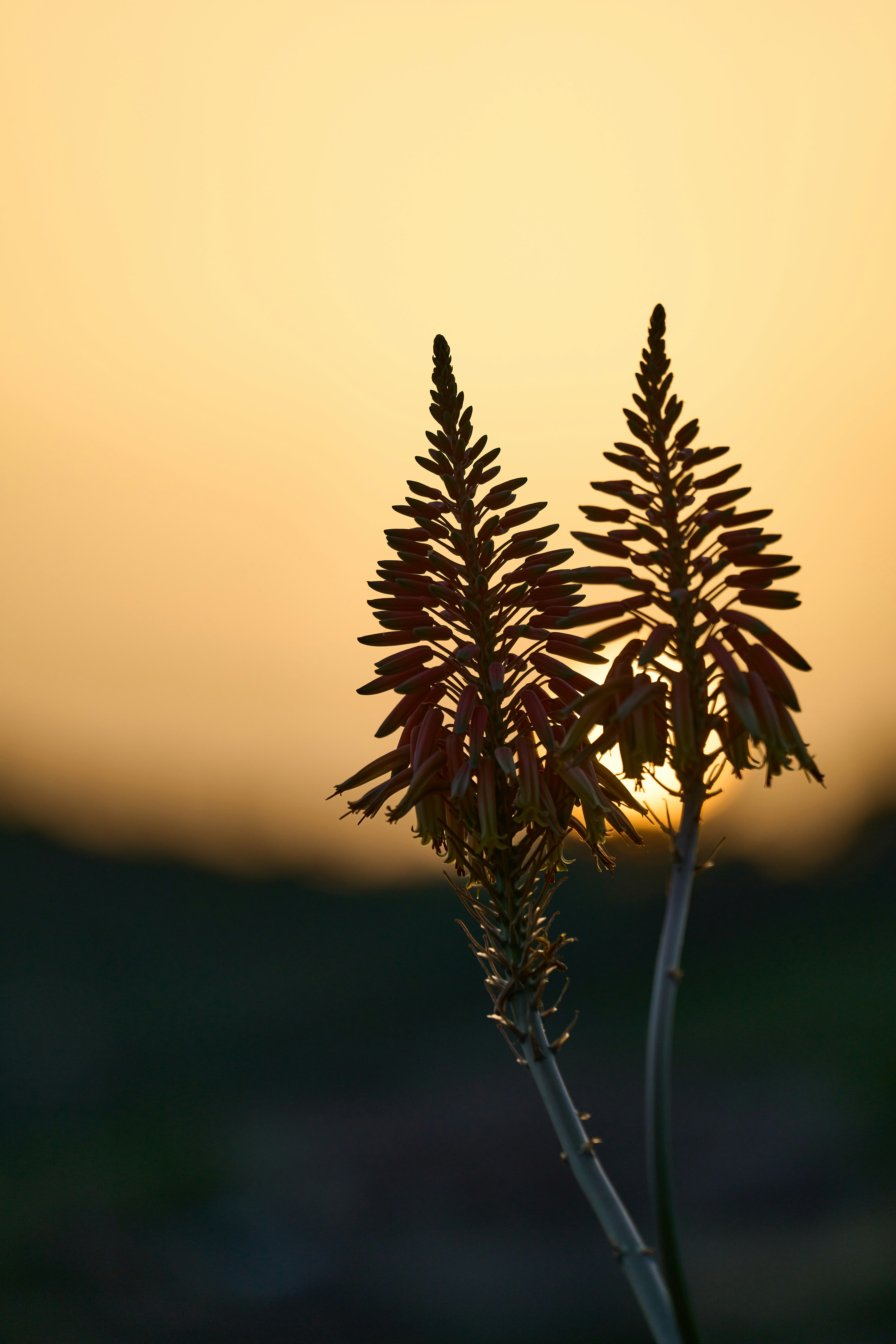 Two slender plants silhouetted against a vibrant sunset, showcasing intricate leaf patterns and warm hues. The scene highlights the beauty of nature during twilight.