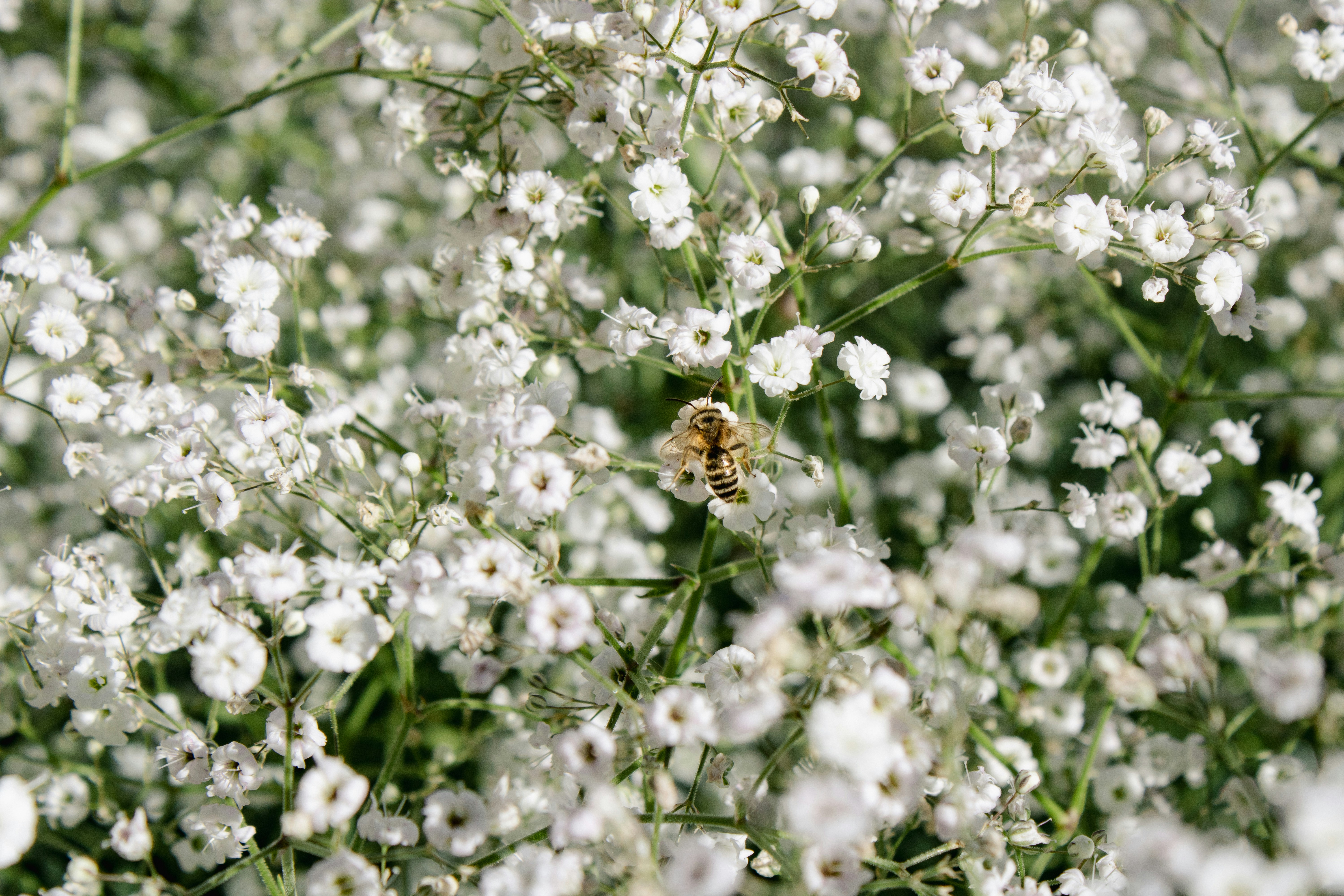 Honeybee Among Baby's Breath: A Quiet Macro Moment