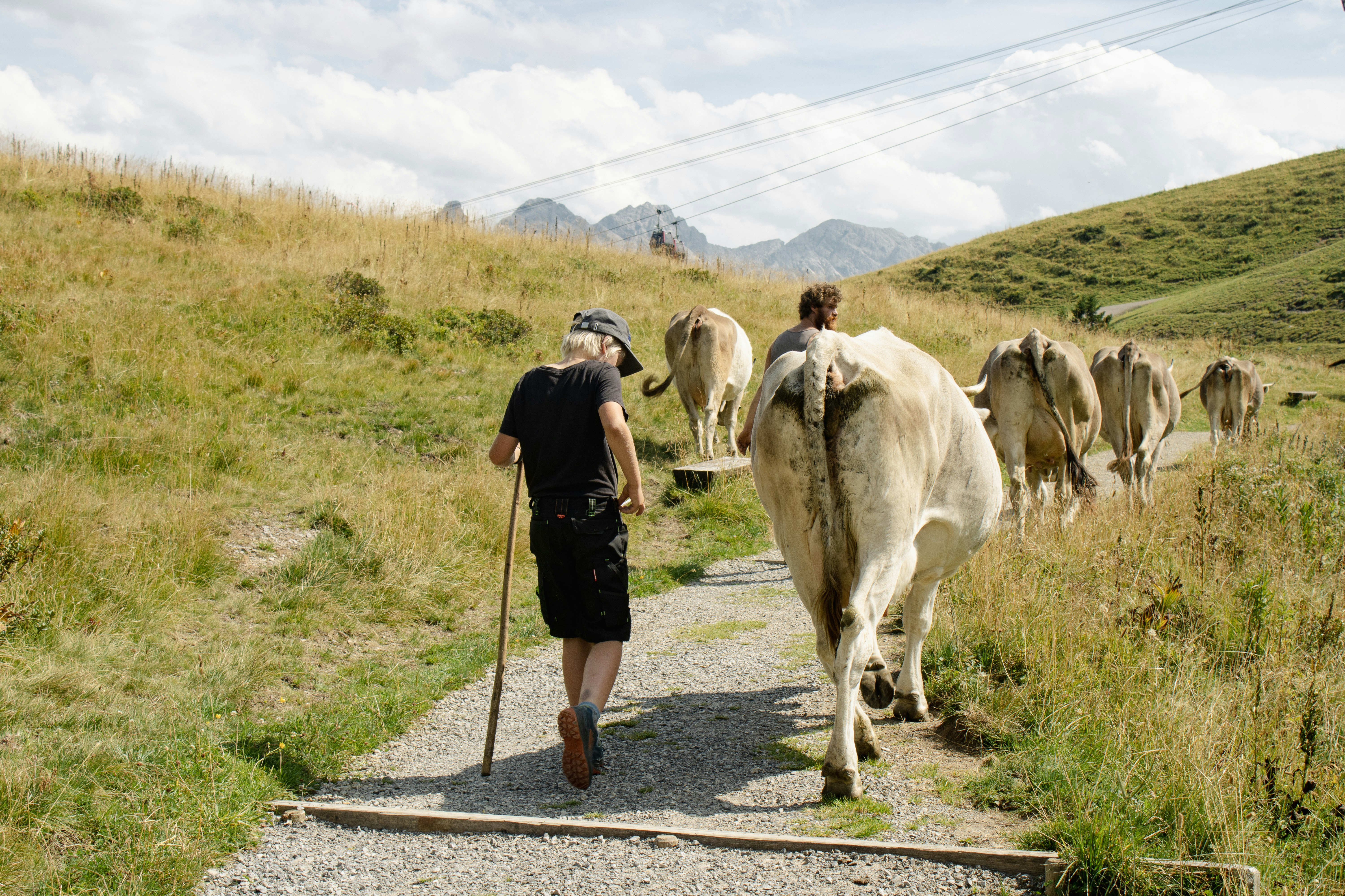 Trailbound: A lone walker leads a gentle herd along a sunlit alpine path