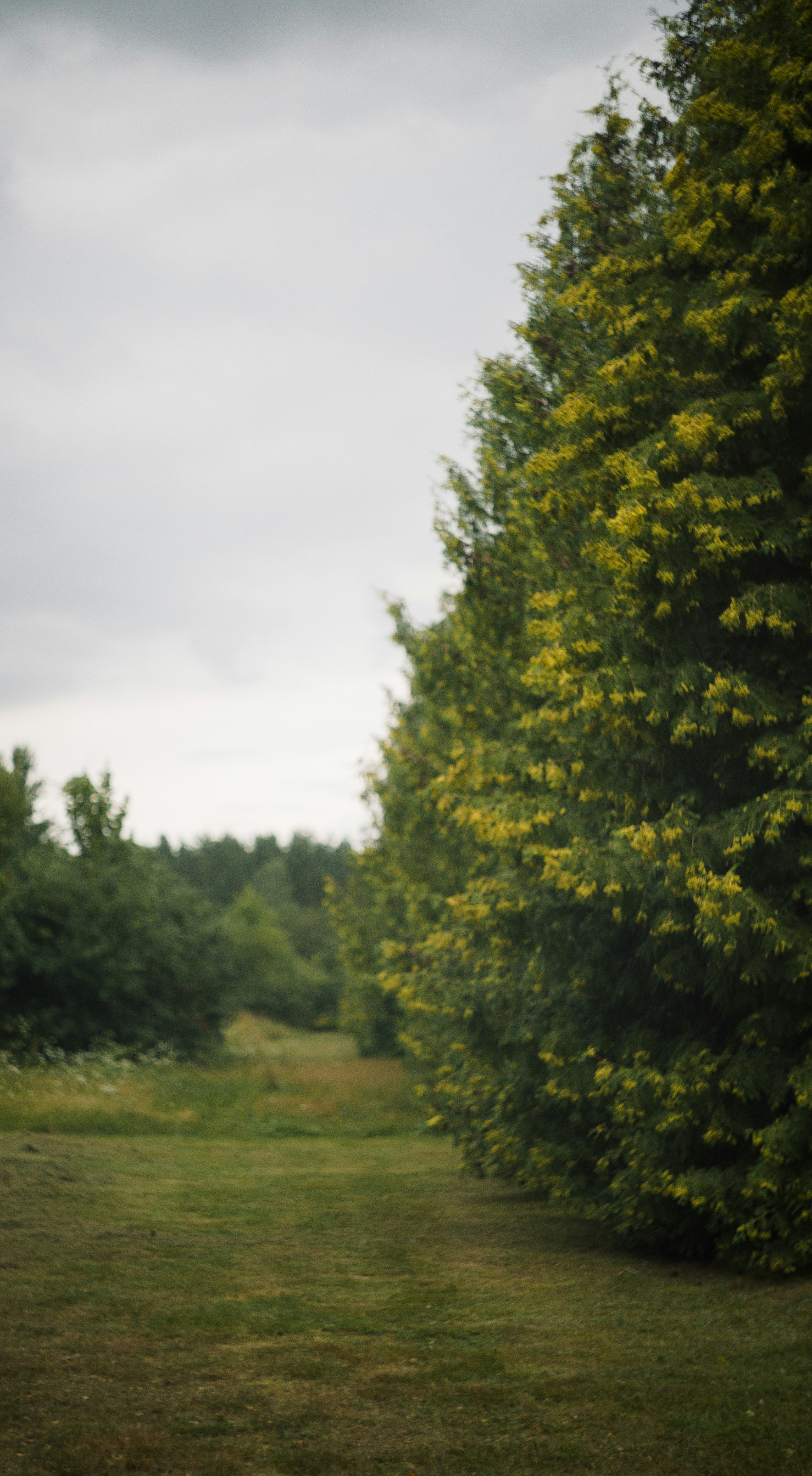 Golden-Needle Conifer Framing a Quiet Path