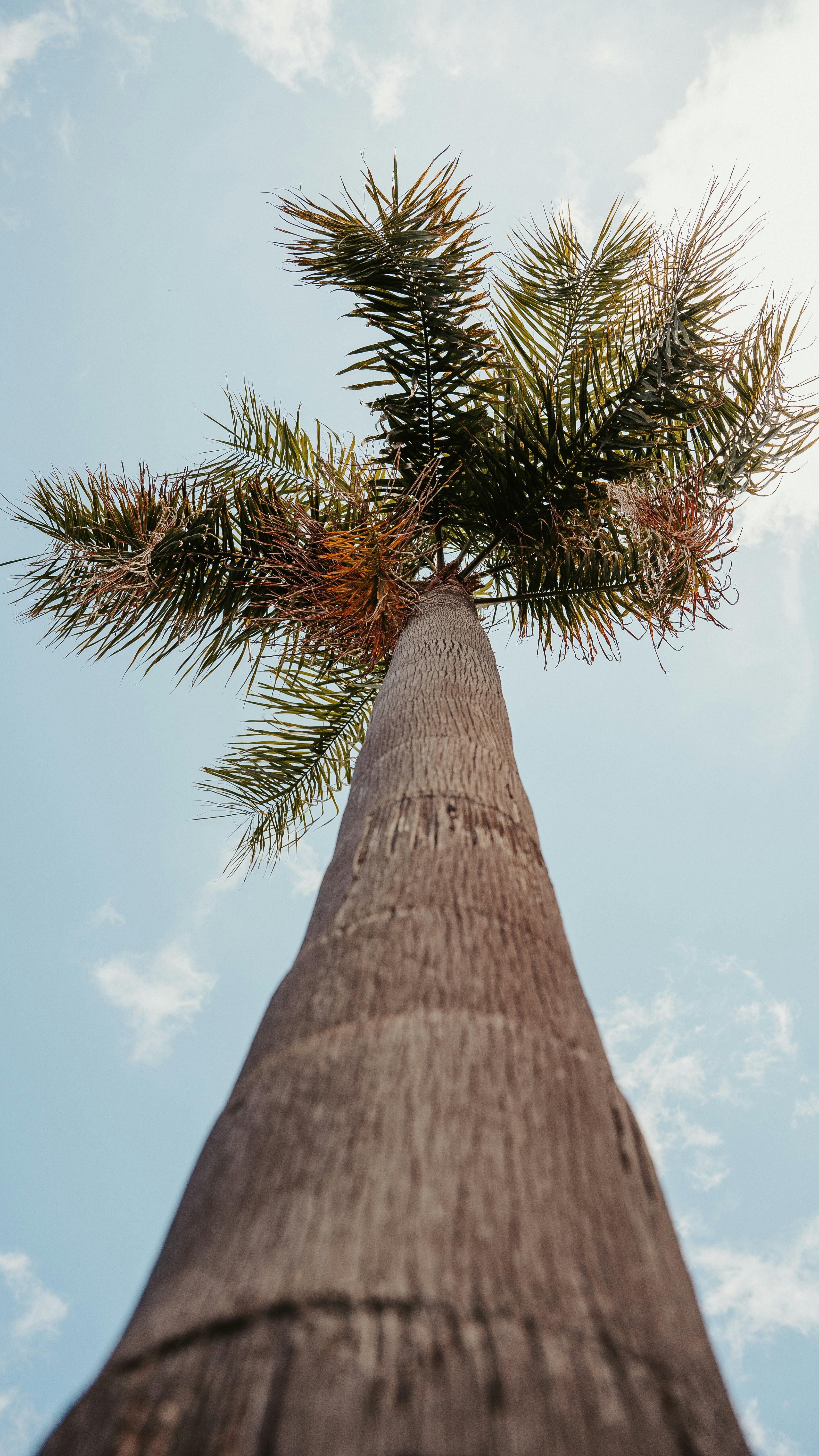 Skyward Palm Cathedral: Ground-Up Portrait of Fronds and Sky