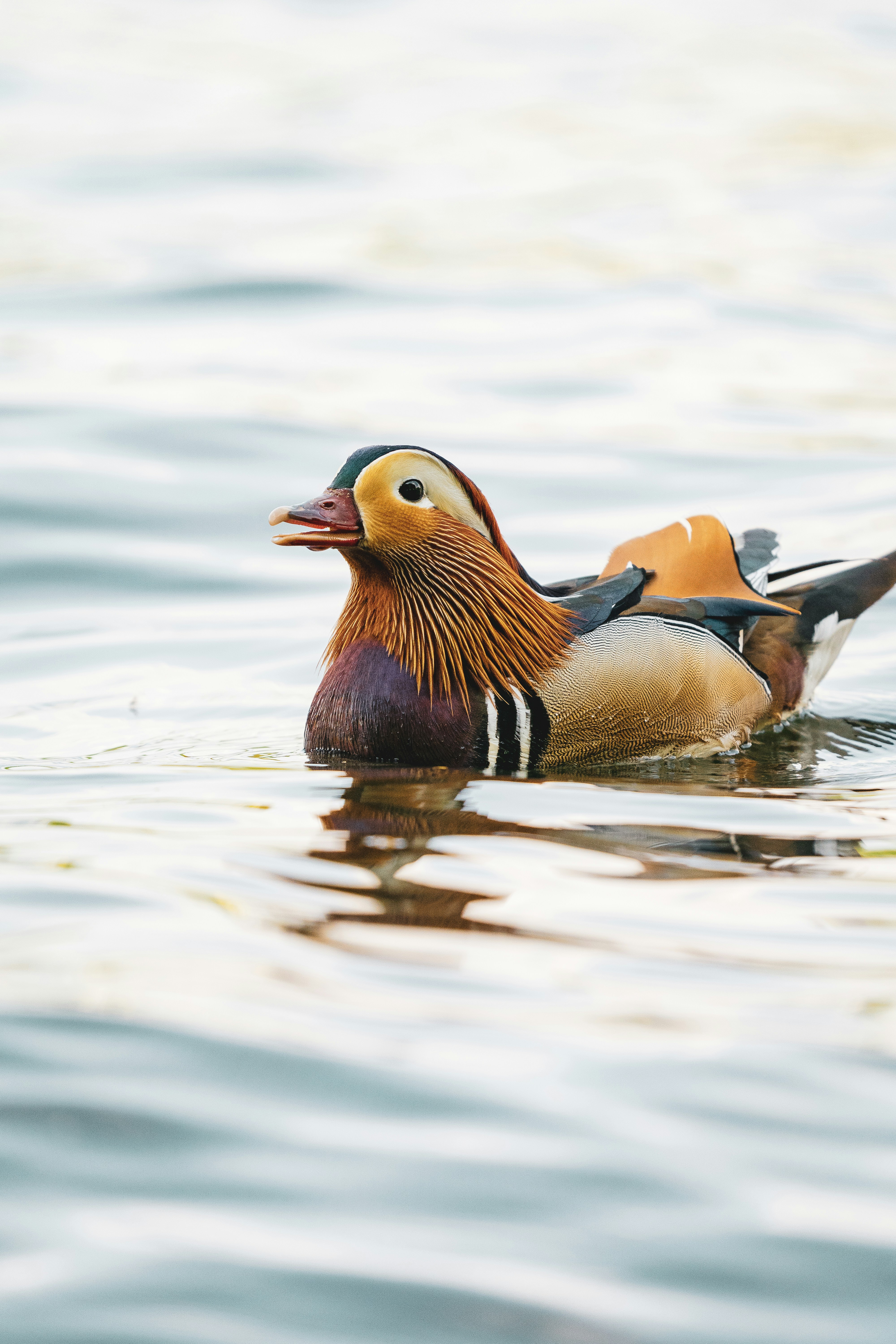 A duck and a duckling swimming in water photo – Free Berlin Image on ...