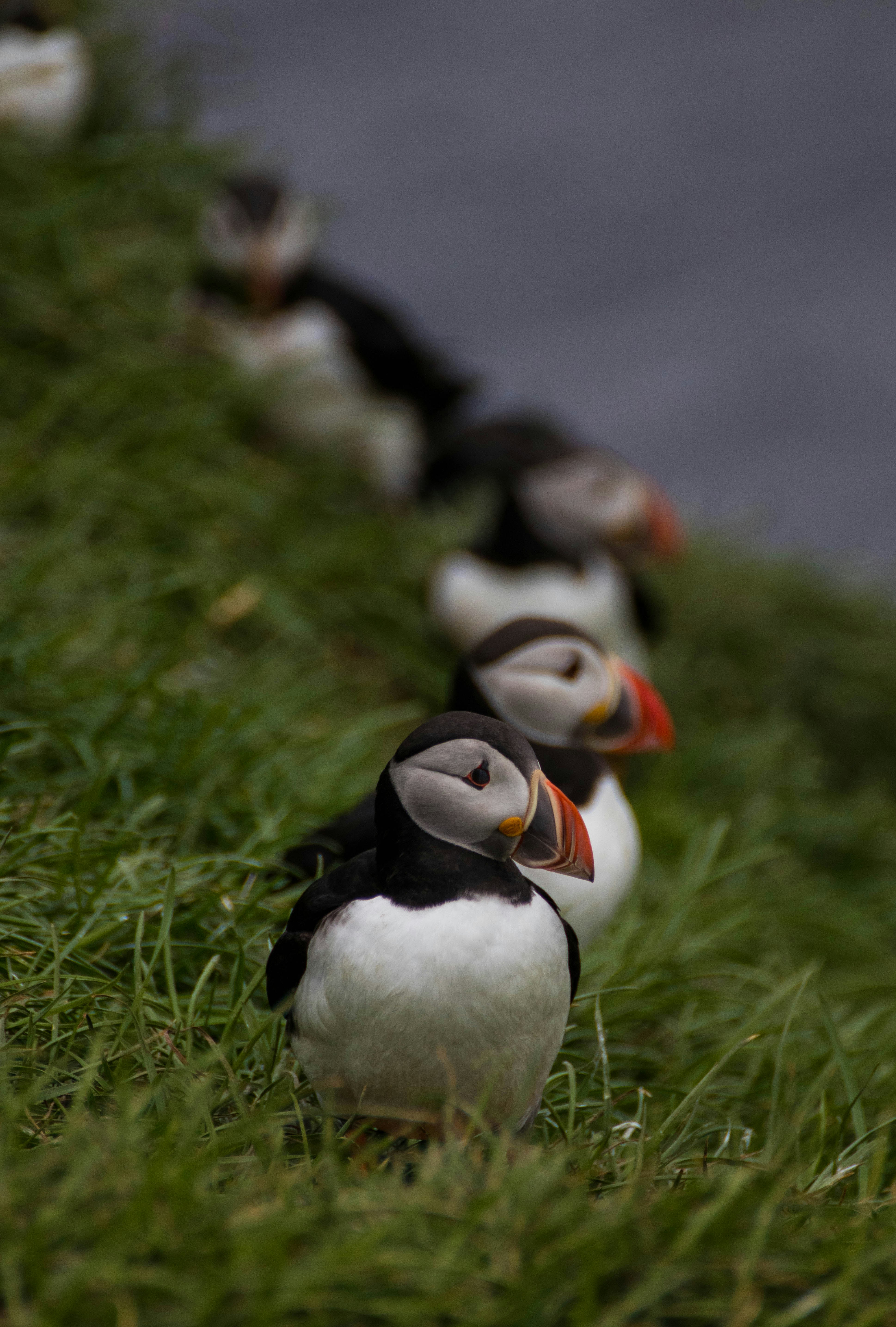Puffin Parade Along a Grassy Coastal Verge