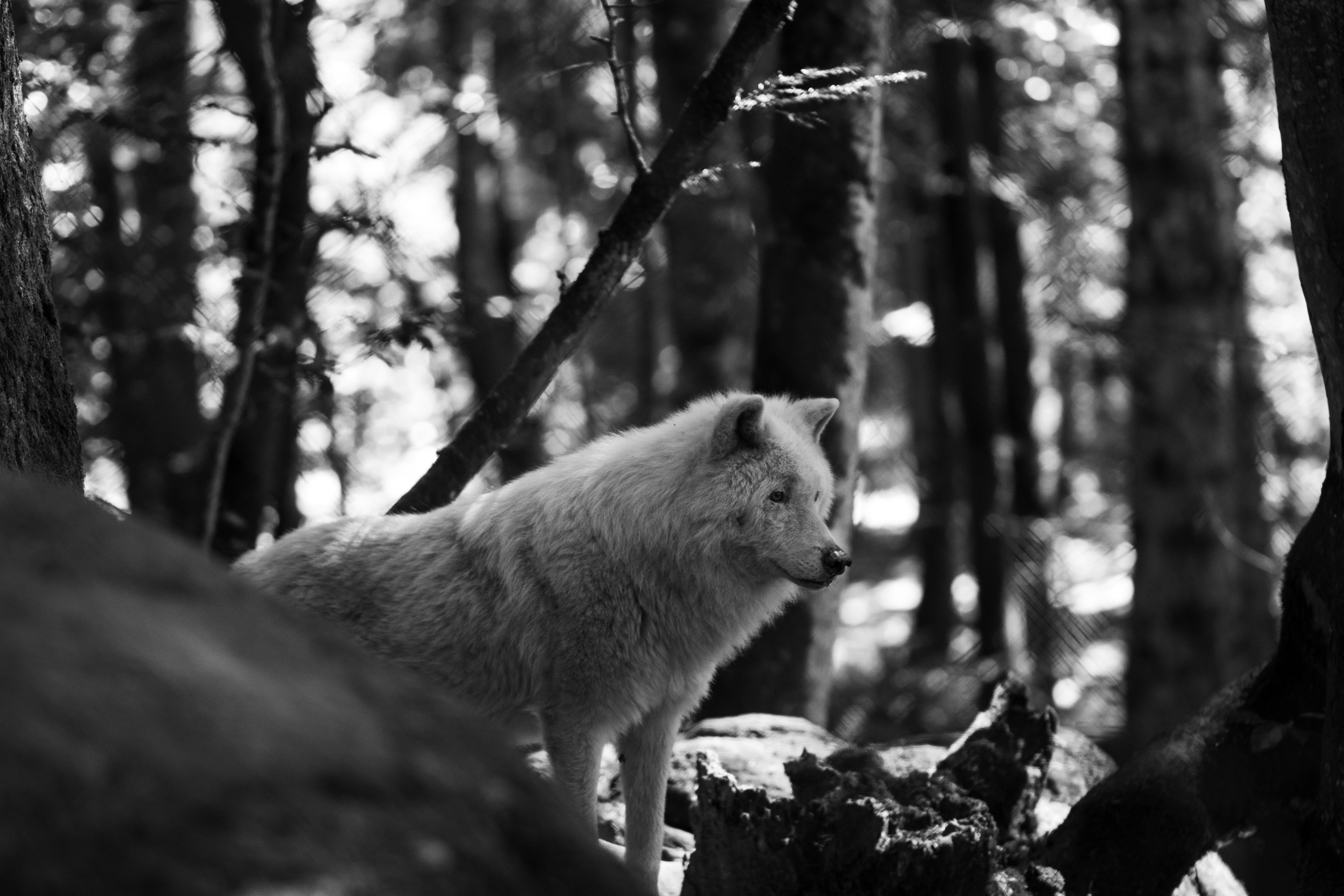 Un lobo en el bosque foto – Imagen de Lupa gratuita en Unsplash