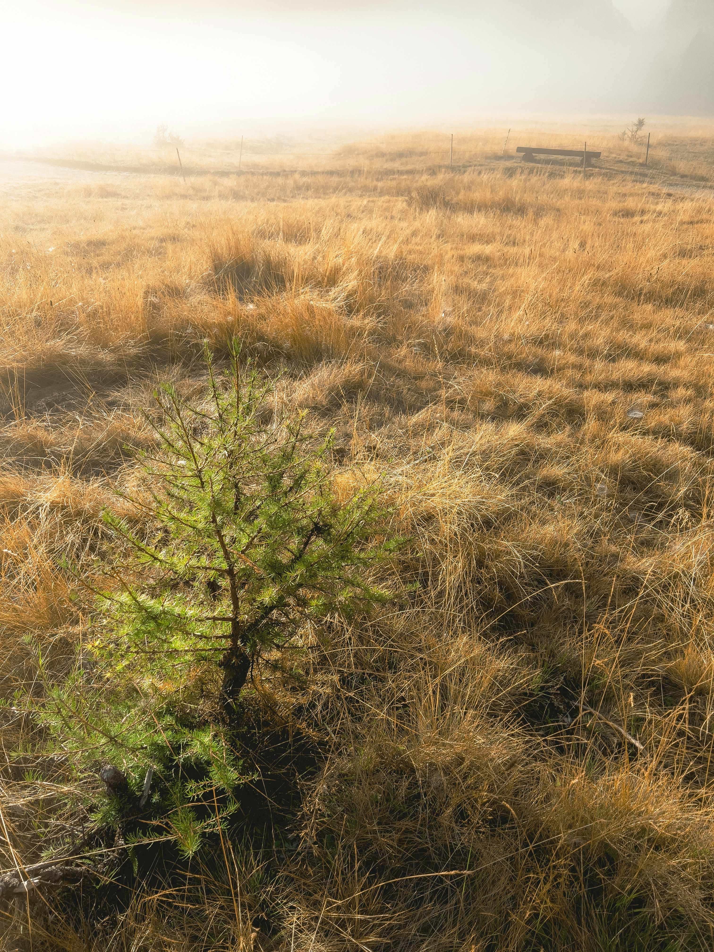 Lone Spruce in a Mist-Hazed Prairie