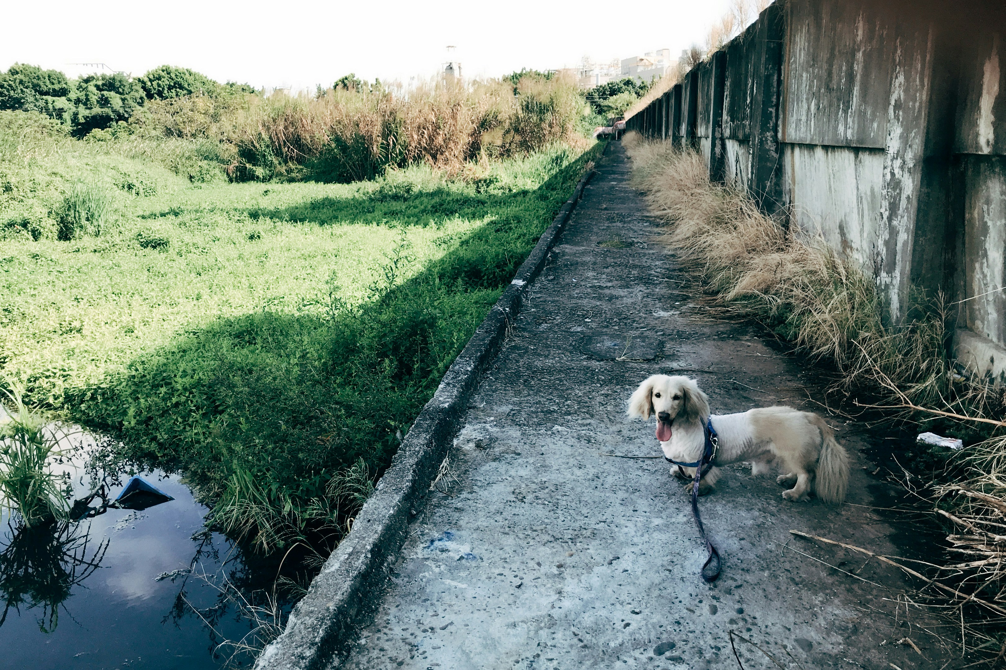 Past the Fence: A Canine Pause on a Narrow Riverside Path