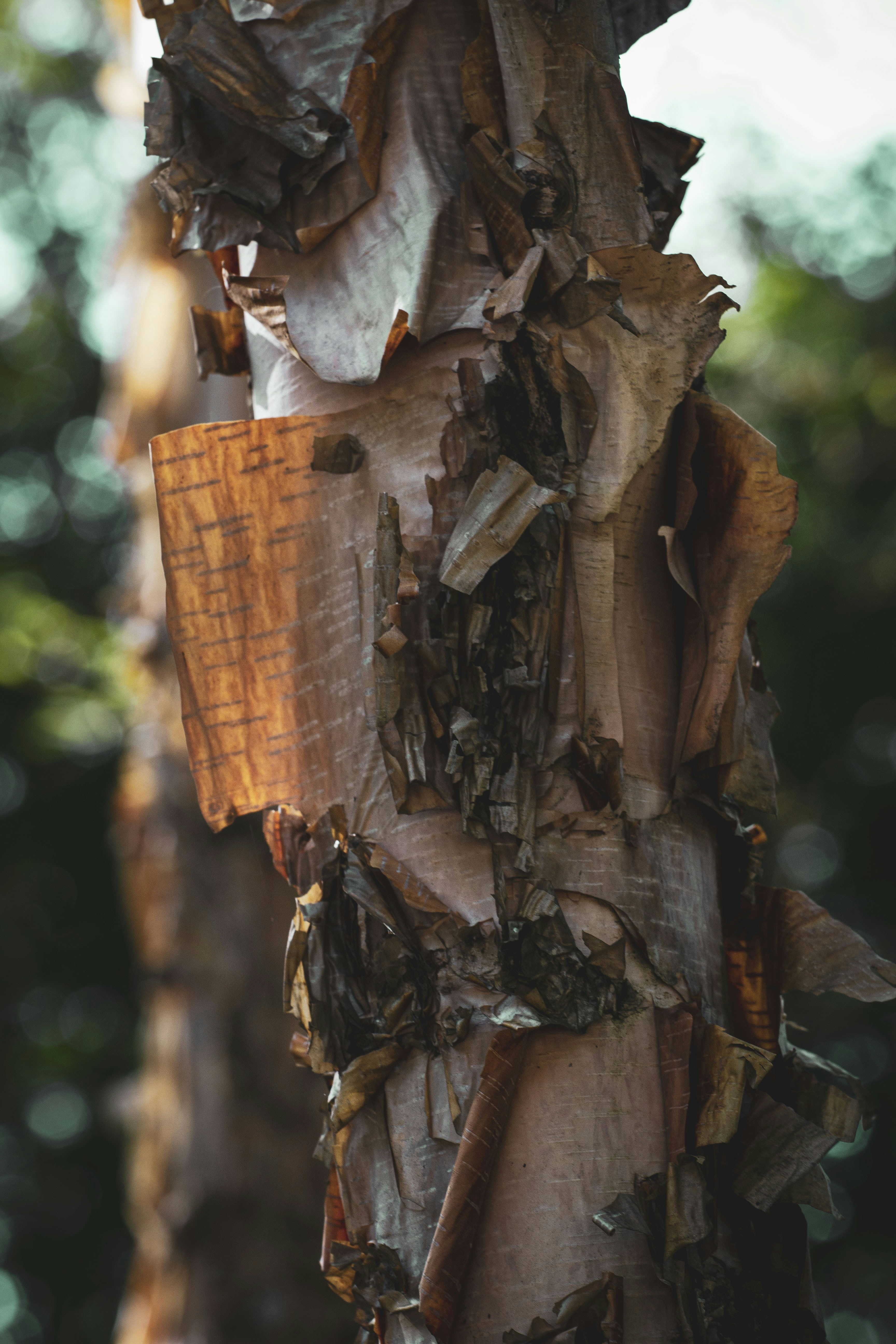 Birch Bark Portrait: Strips of Light on a Tree Trunk