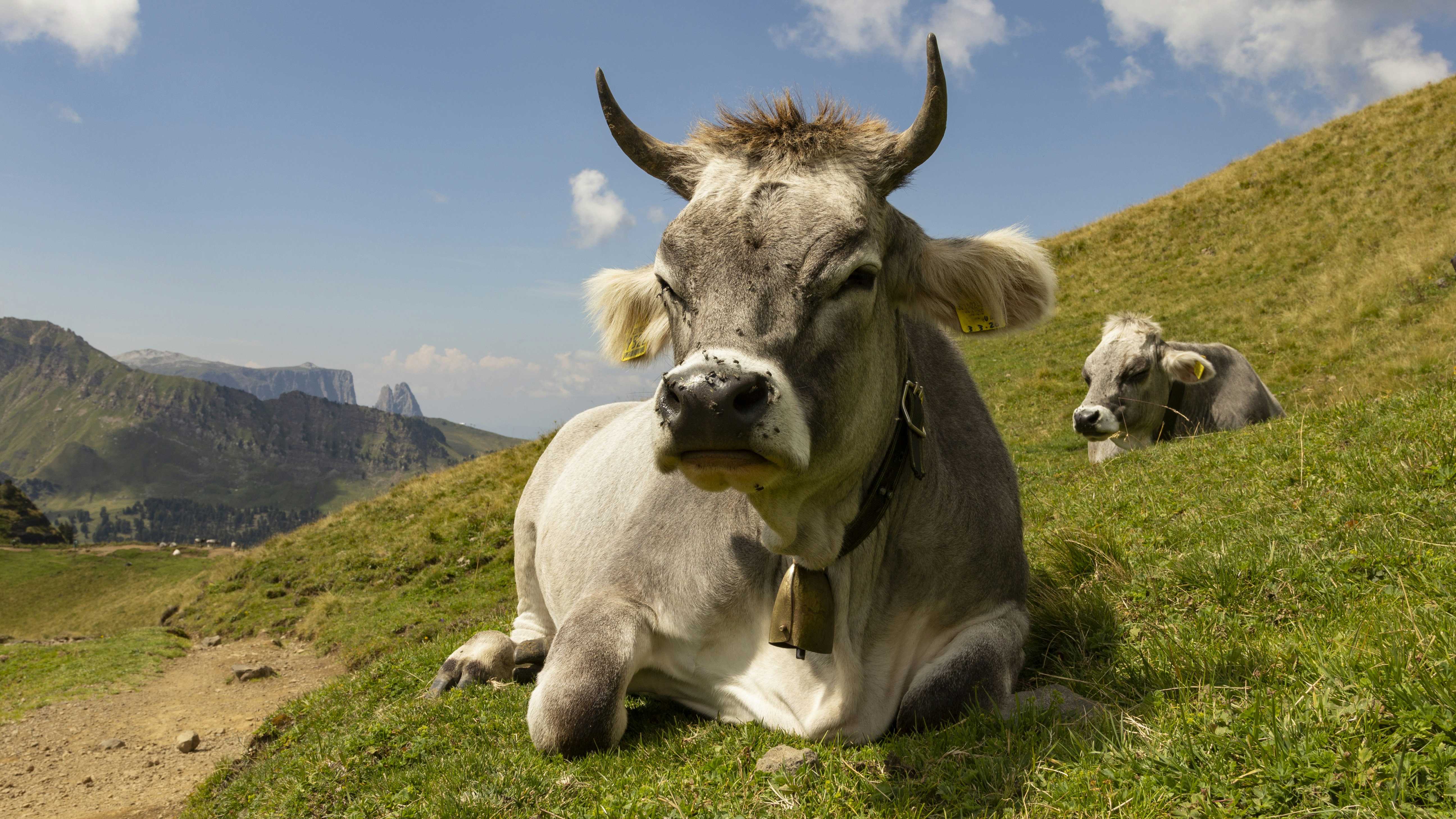Una vaca acostada en la hierba foto – Imagen de Seiser Alm gratuita en ...