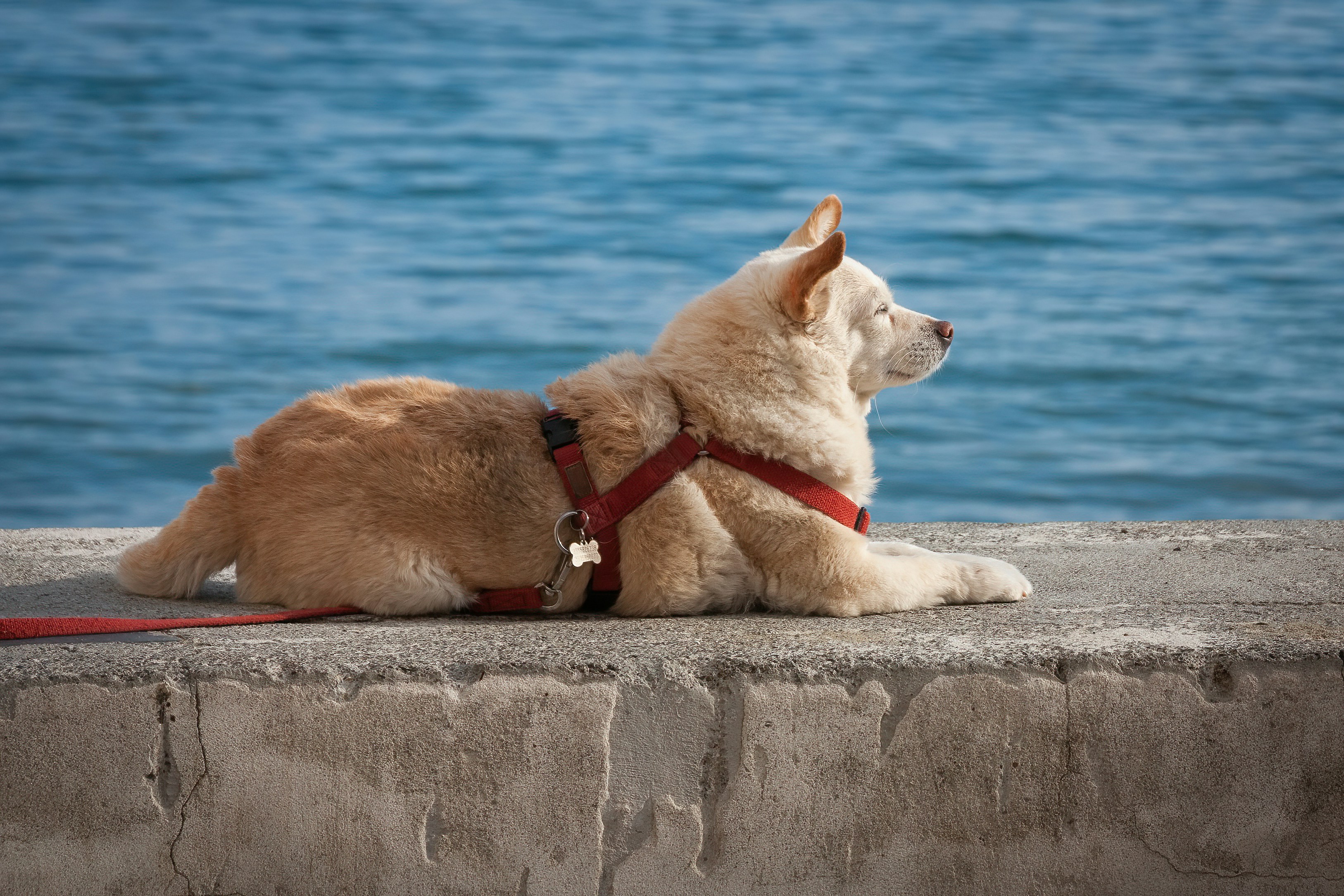 Sea-Edge Reverie: A Leashed Dog Resting Along a Blue Harbor Wall