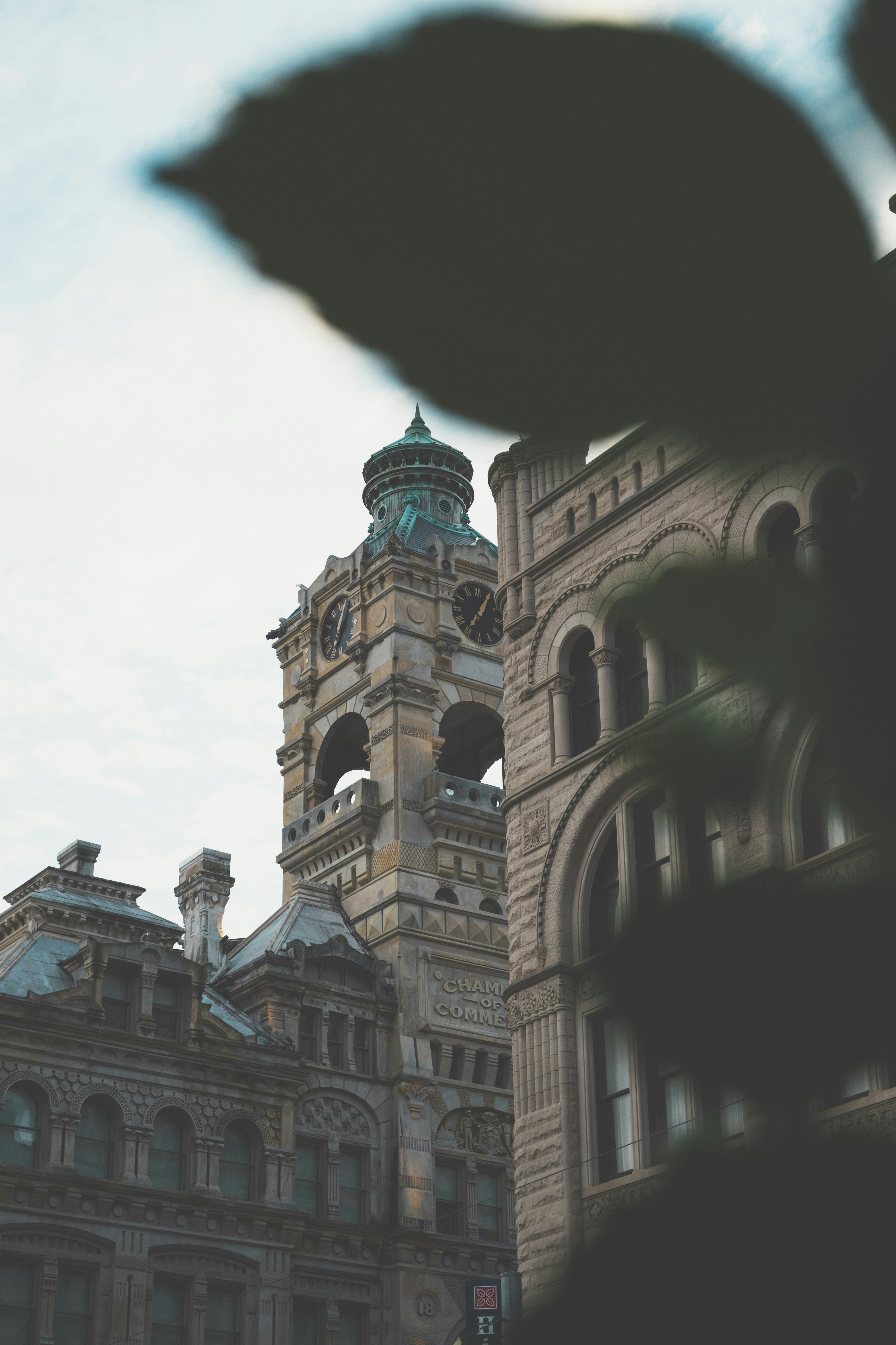 Veiled Clocktower: A City Hall Emerges Through Foliage