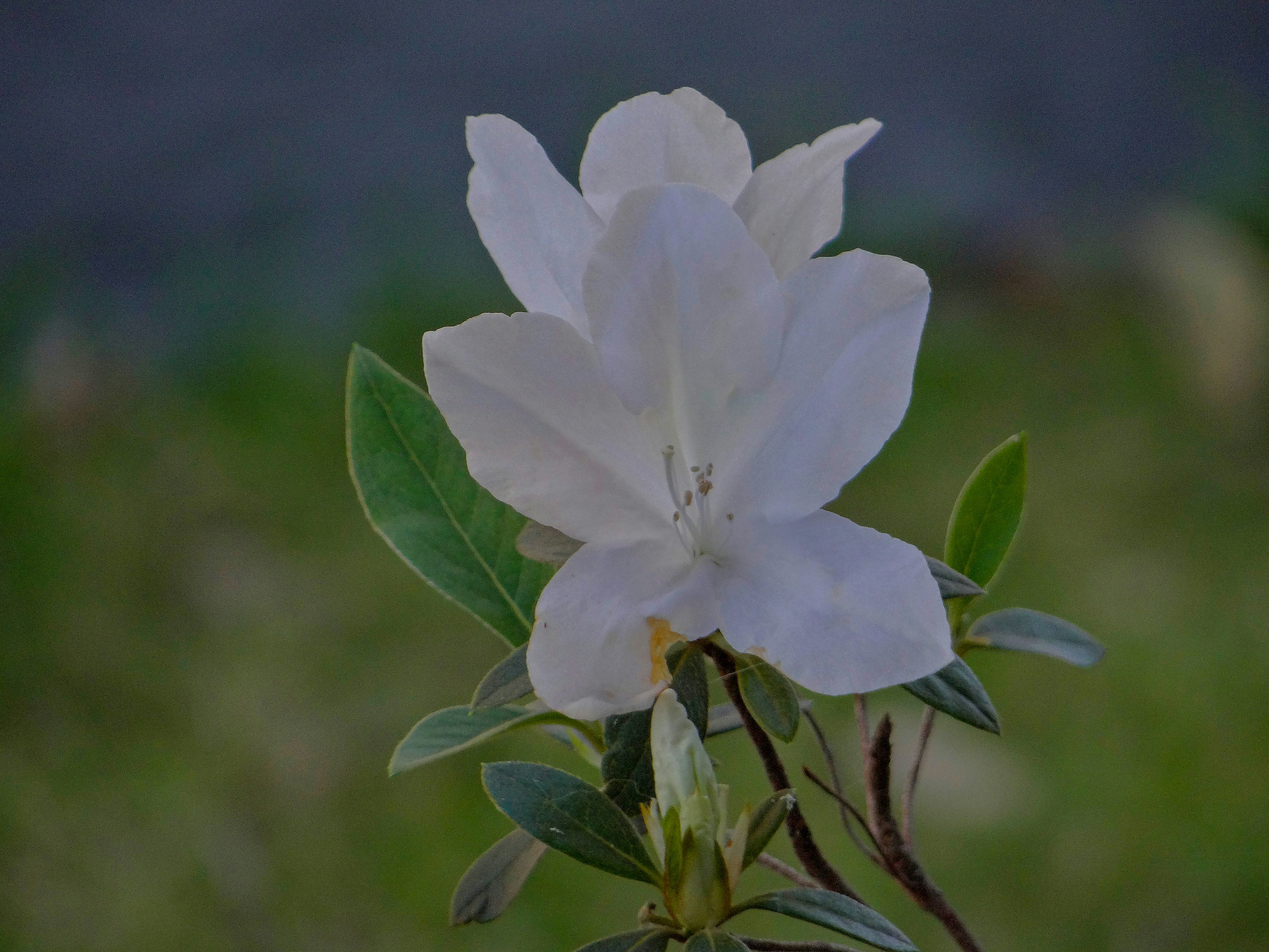 Center-Stage White Bloom: Crisp Petals Against a Velvet Green Backdrop