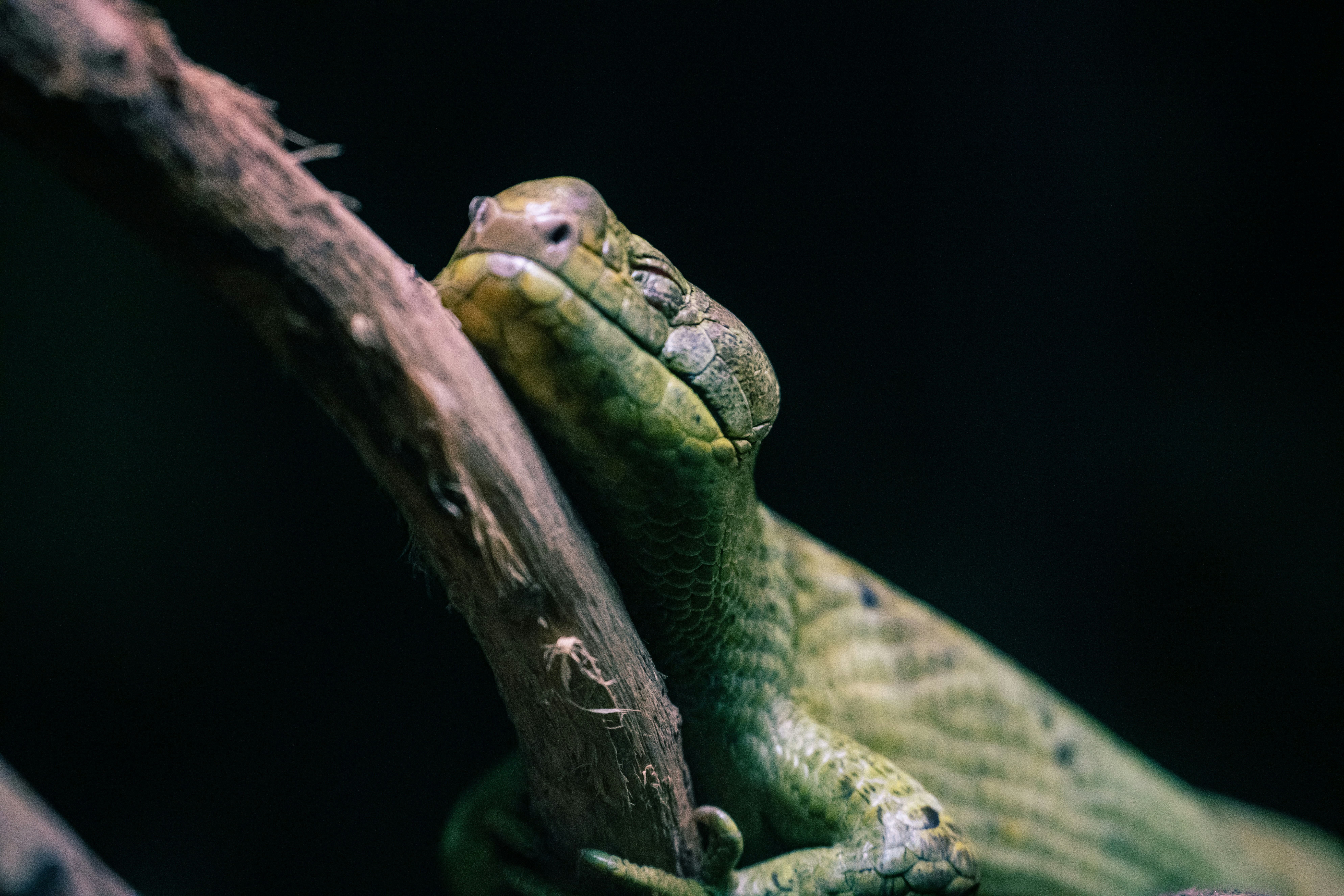 Emerald tree frog resting peacefully on a branch, showcasing its vibrant green coloration and textured skin under soft lighting.