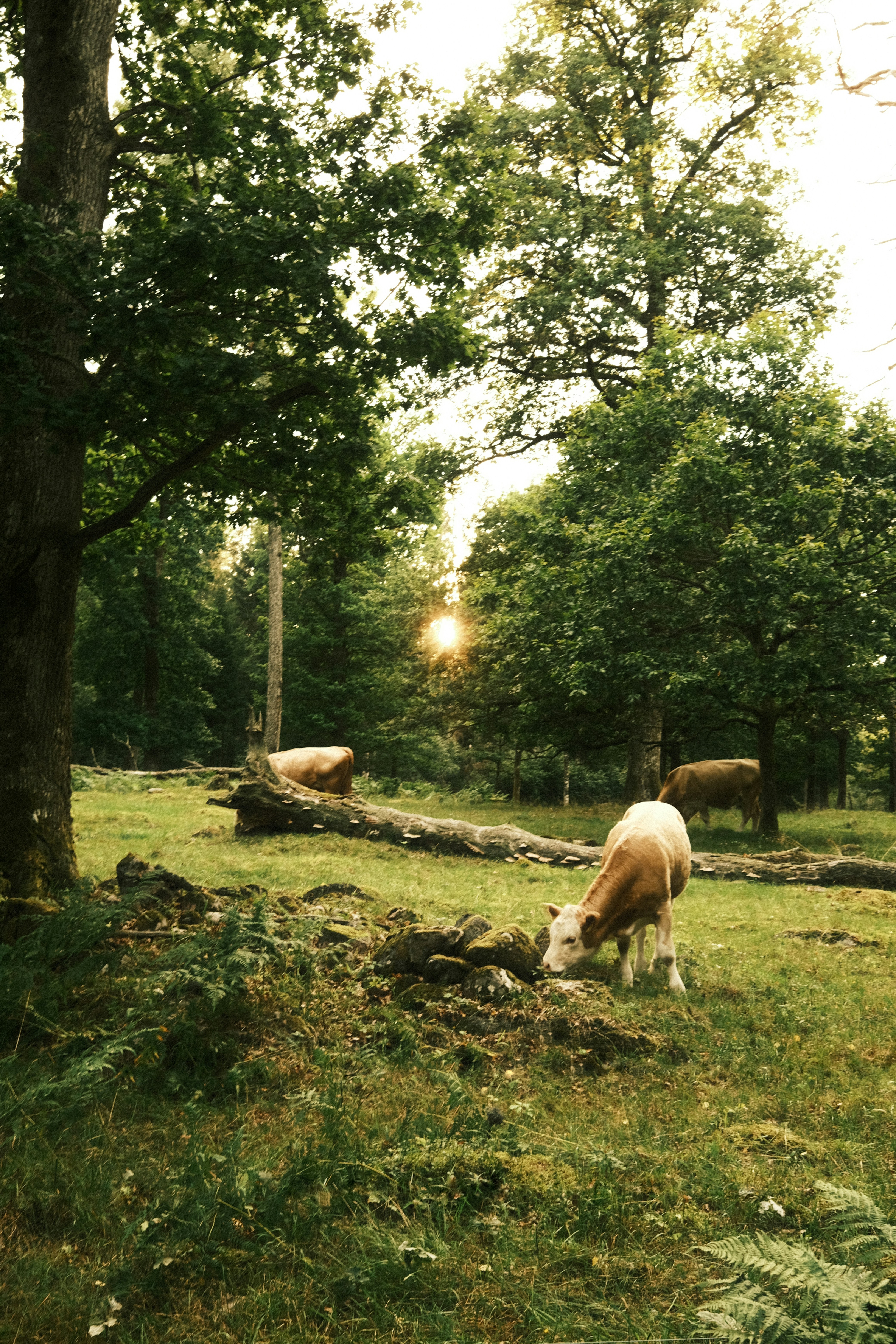 Cows grazing in the evening sun, surrounded by green grass and trees.