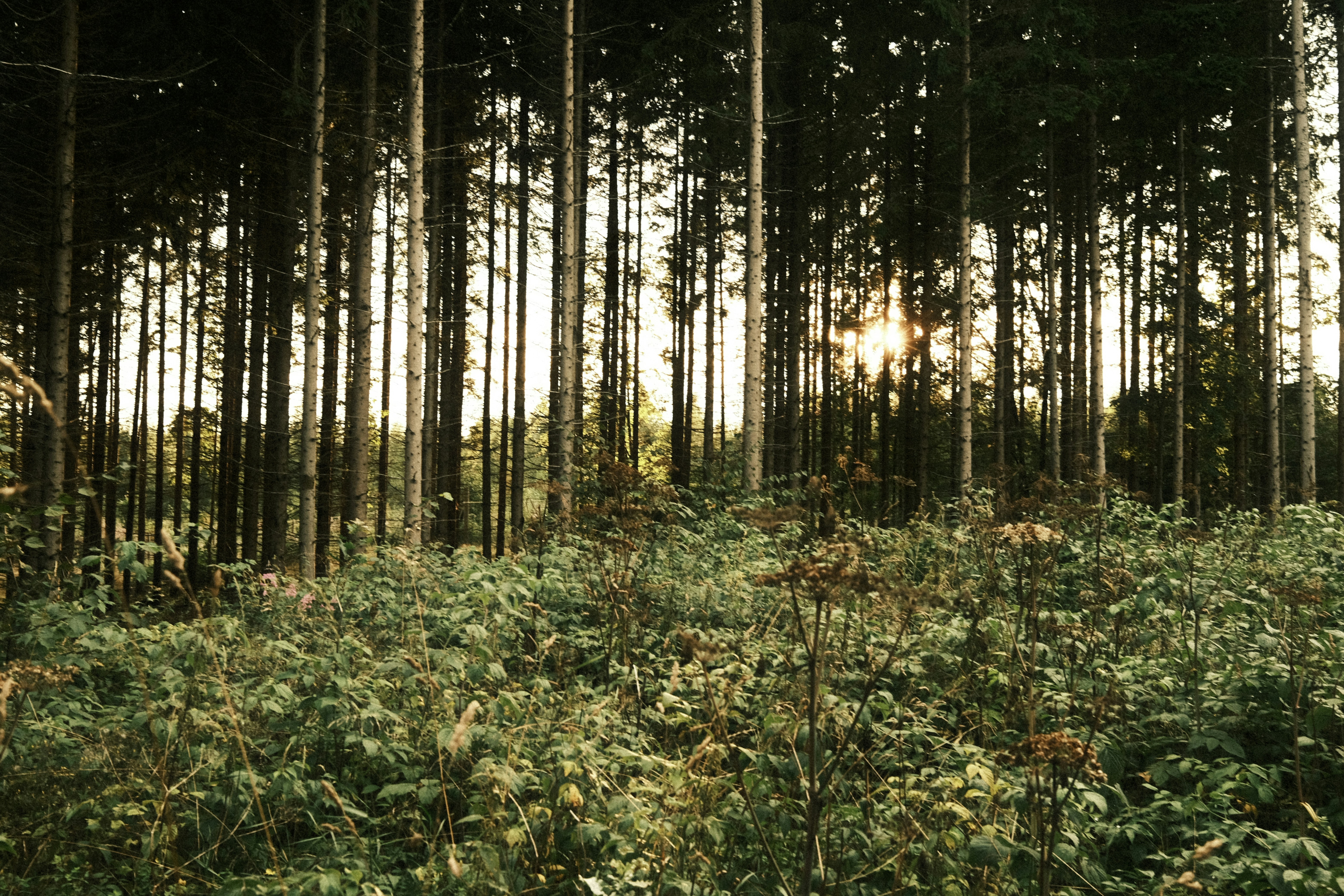 A forest with trees and plants photo – Free Länghem Image on Unsplash