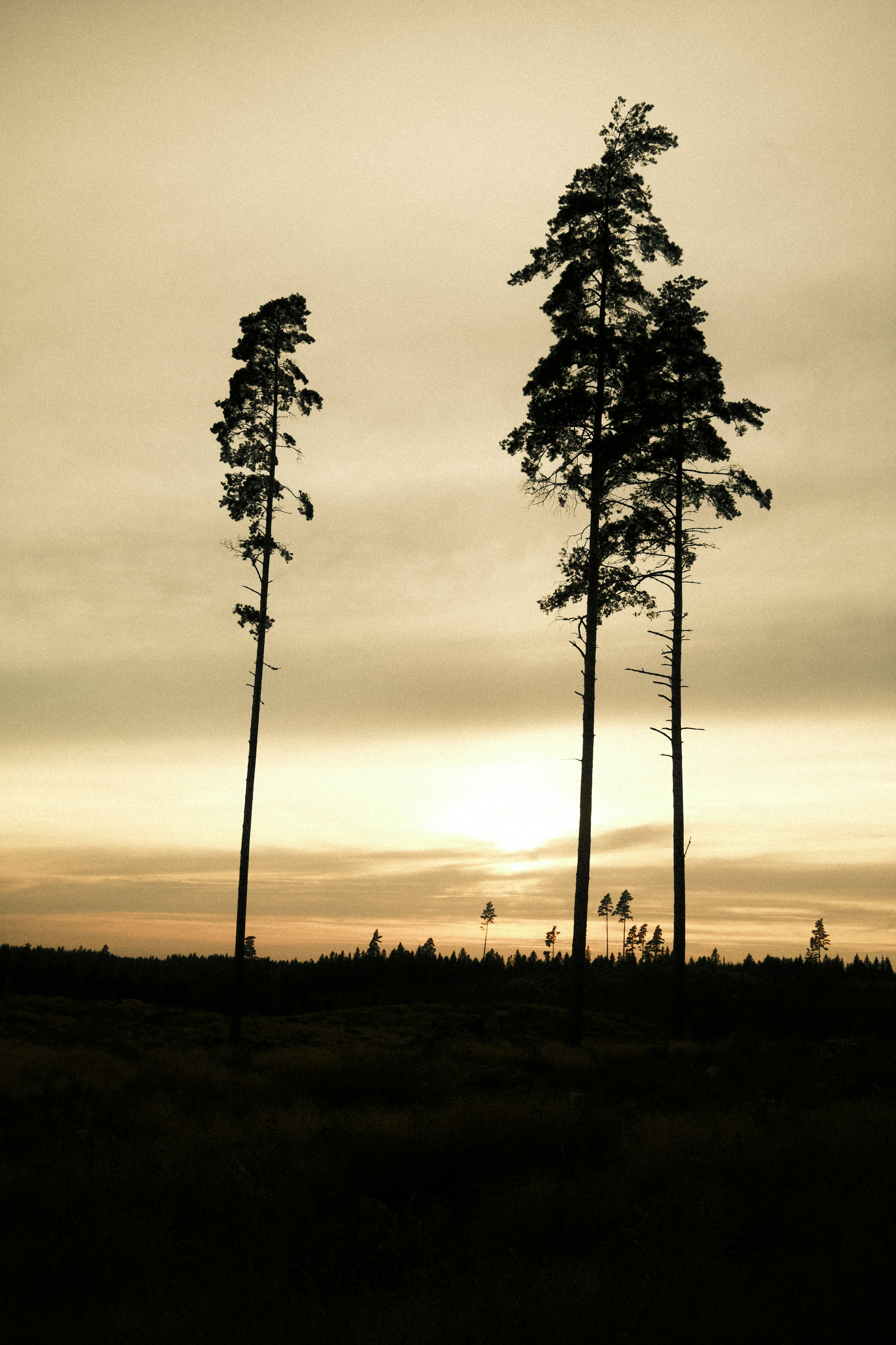 Sepia Sundown: Twin Pines Guard the Quiet Horizon