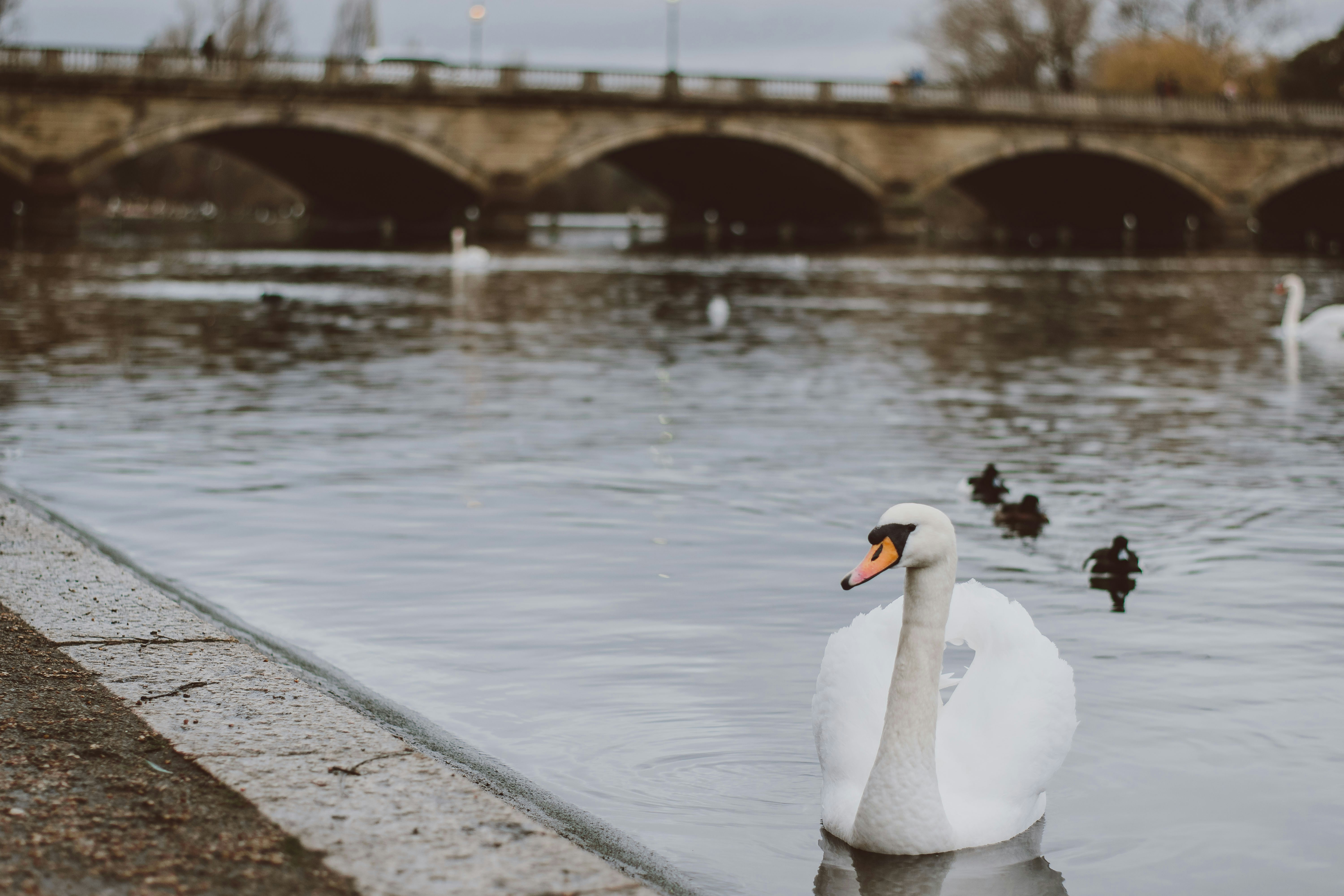 Edge of Serenity: Swan by the River Under an Arched Bridge