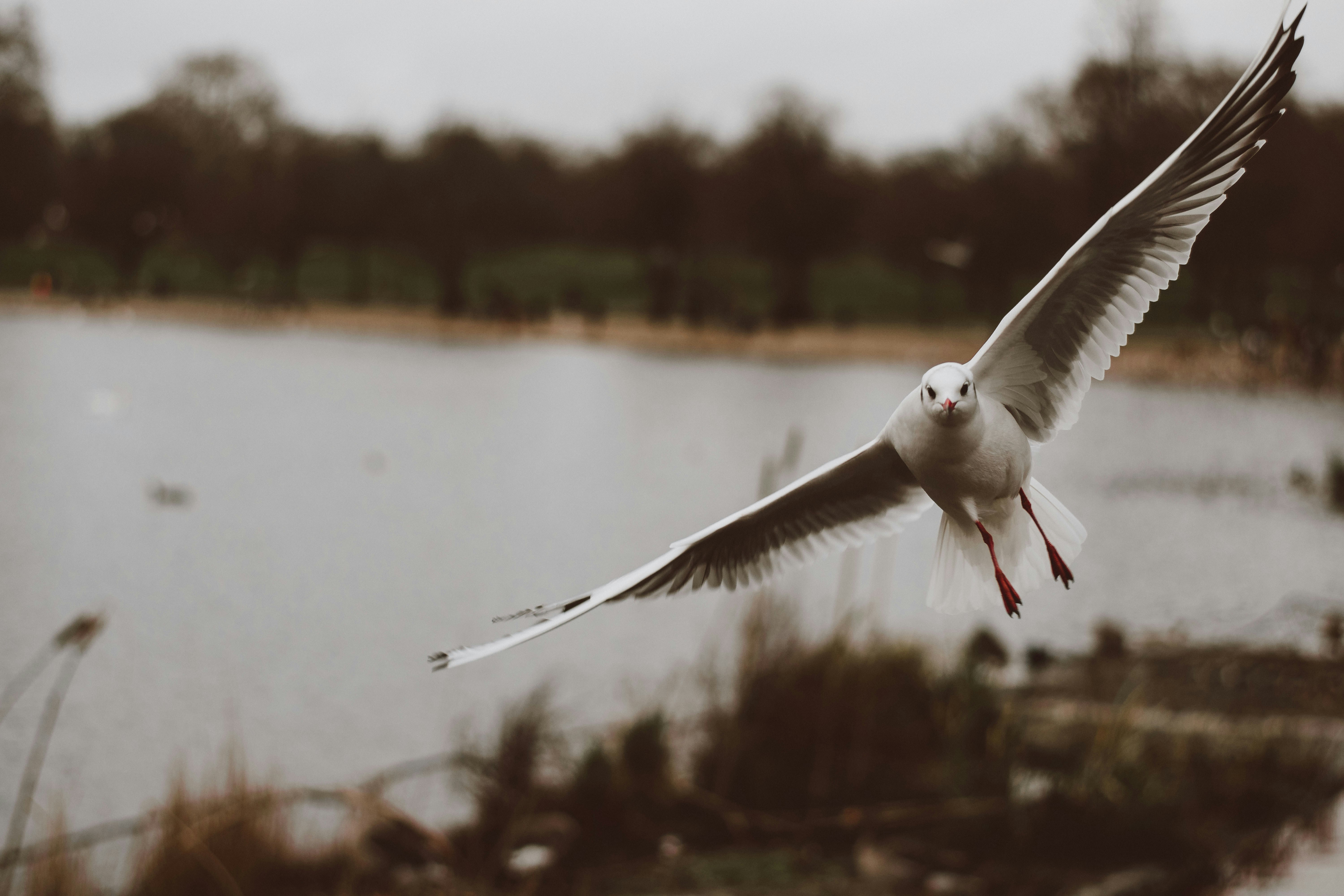 Bird flying
.
I'm trying to raise money for an exchange program would you like to contribute? Thanks anyway and hope you enjoy my pictures!