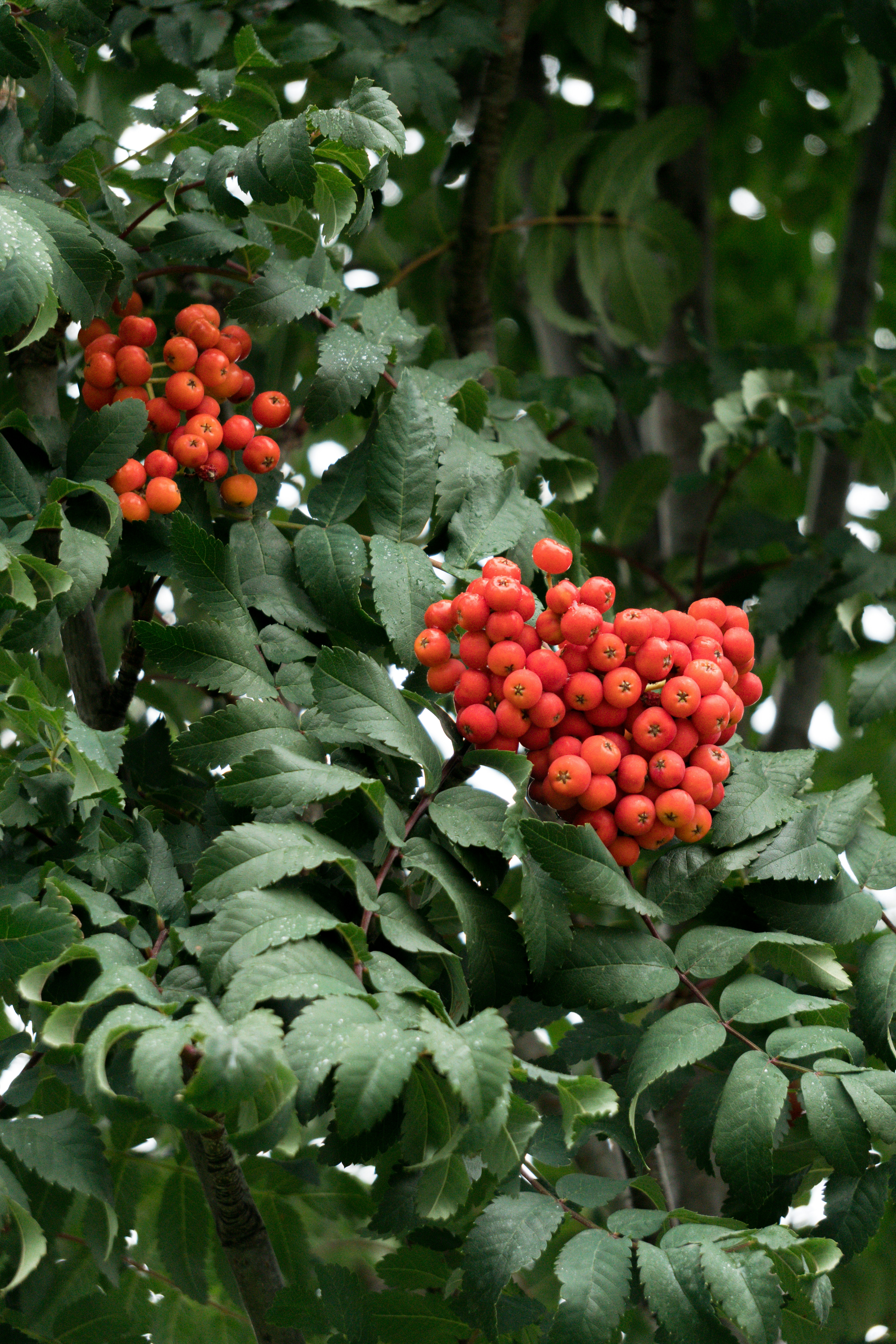 Photo by Дмитрий Рощупкин with Sony Alpha 6300