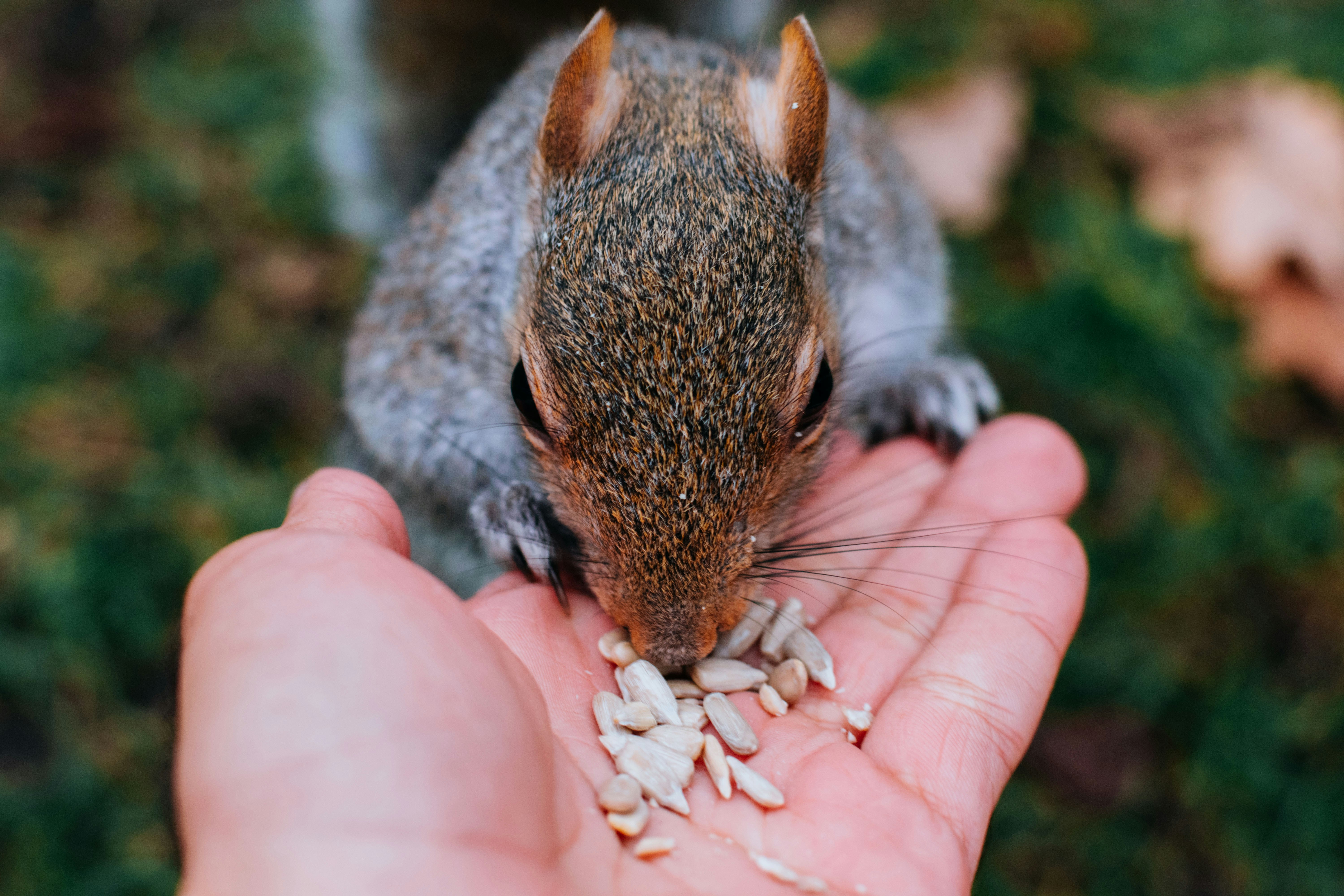 Palm-Feast: A Gray Squirrel Delights in Seeds Offered by a Gentle Hand