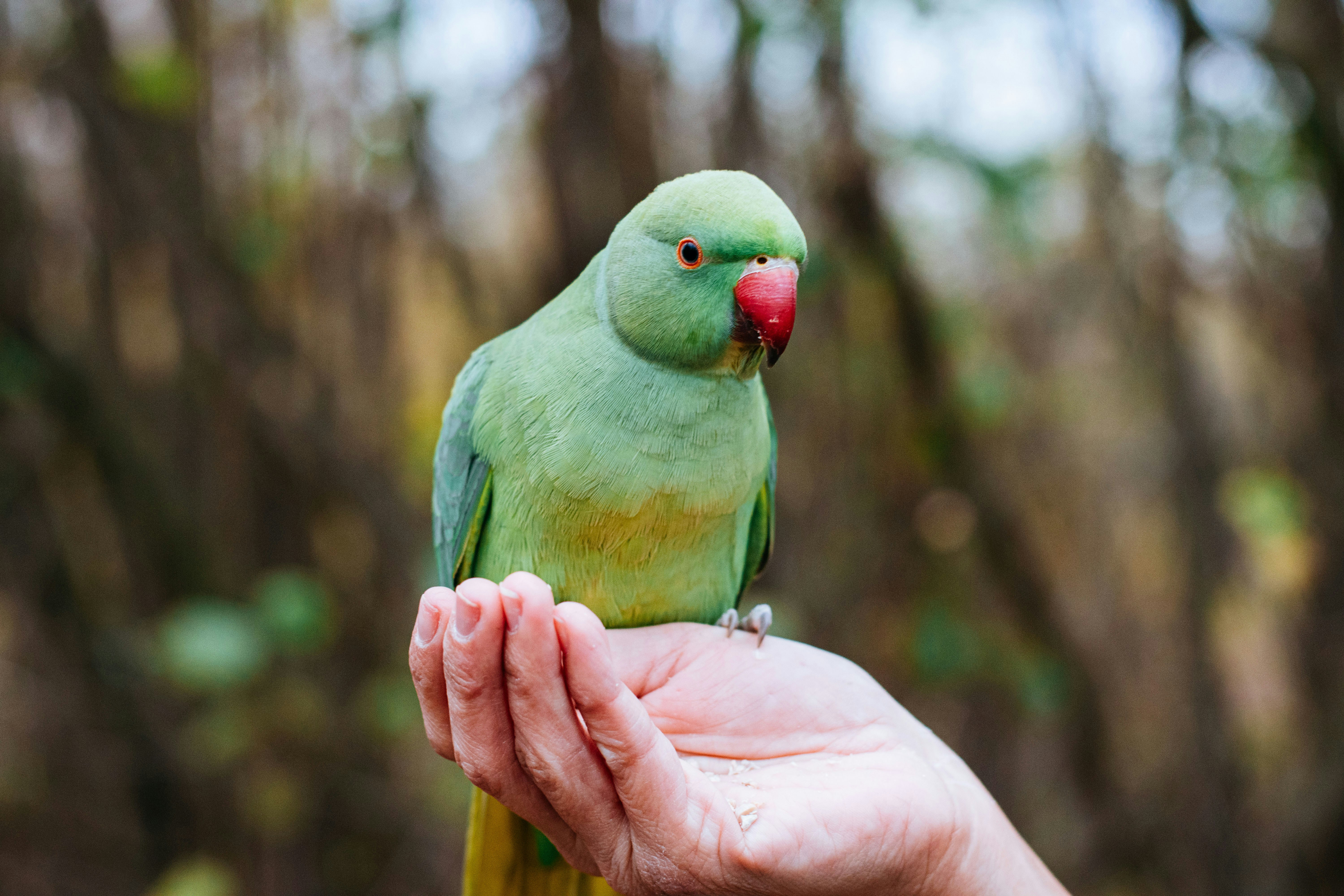 Verdant Parrot Perched on a Gentle Hand