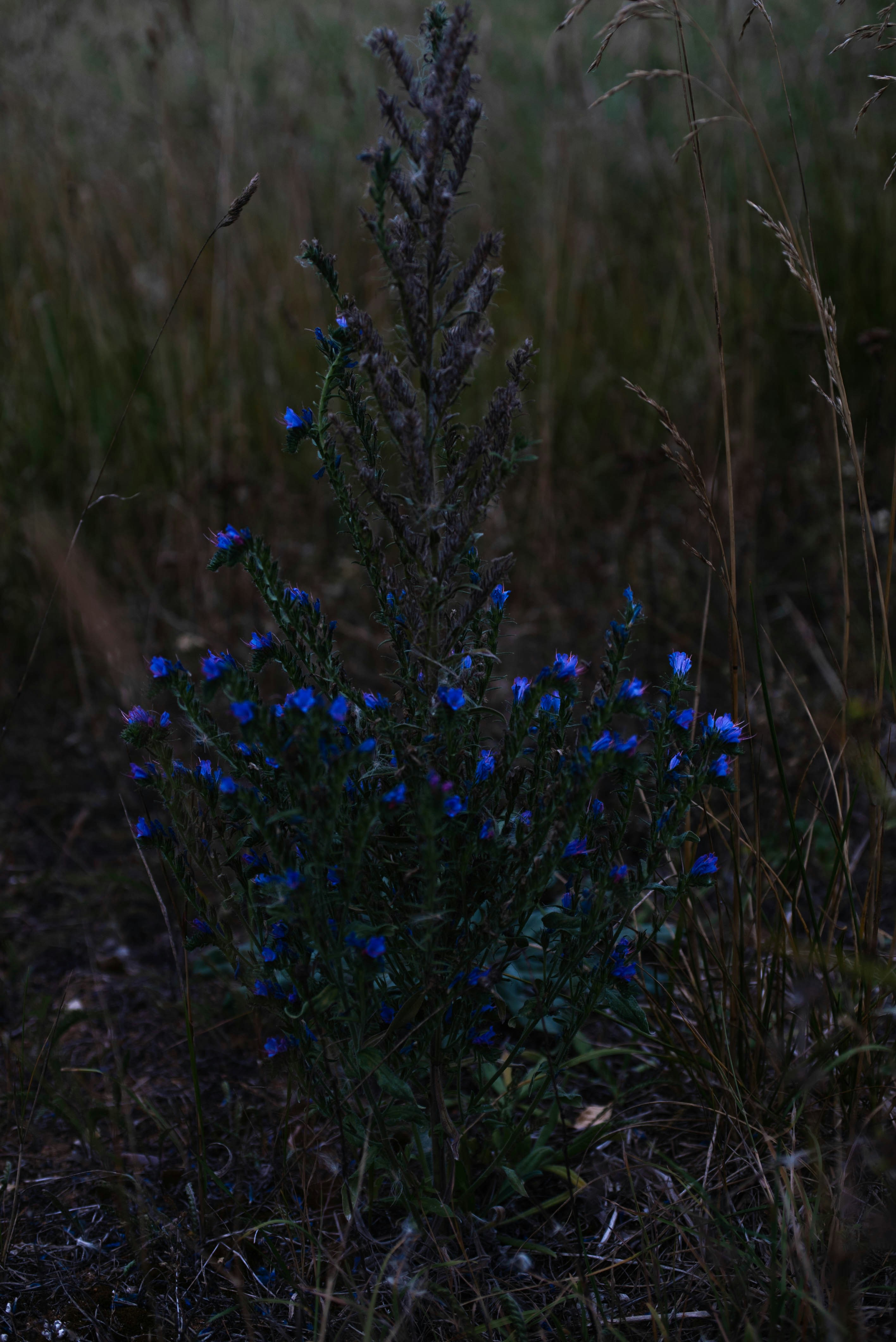 PhotoTest #7 
Camera: Sony ILCE A7s 
Lens: МС Волна-9 50 mm f/ 2.8 
Location: Russia, Moscow Oblast (147 km) 
Date: 14.08.22