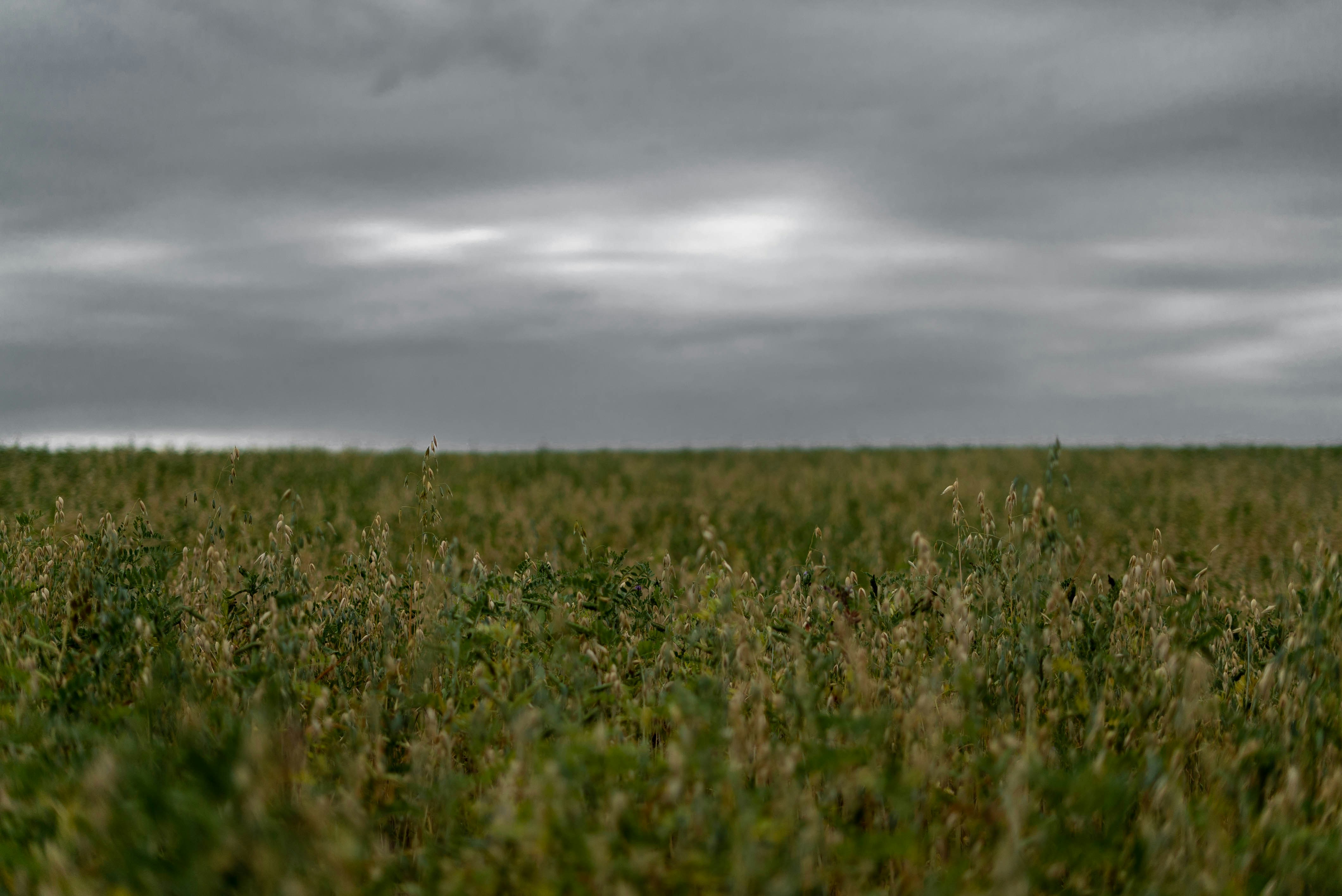 Whispers of a Storm Over the Meadow