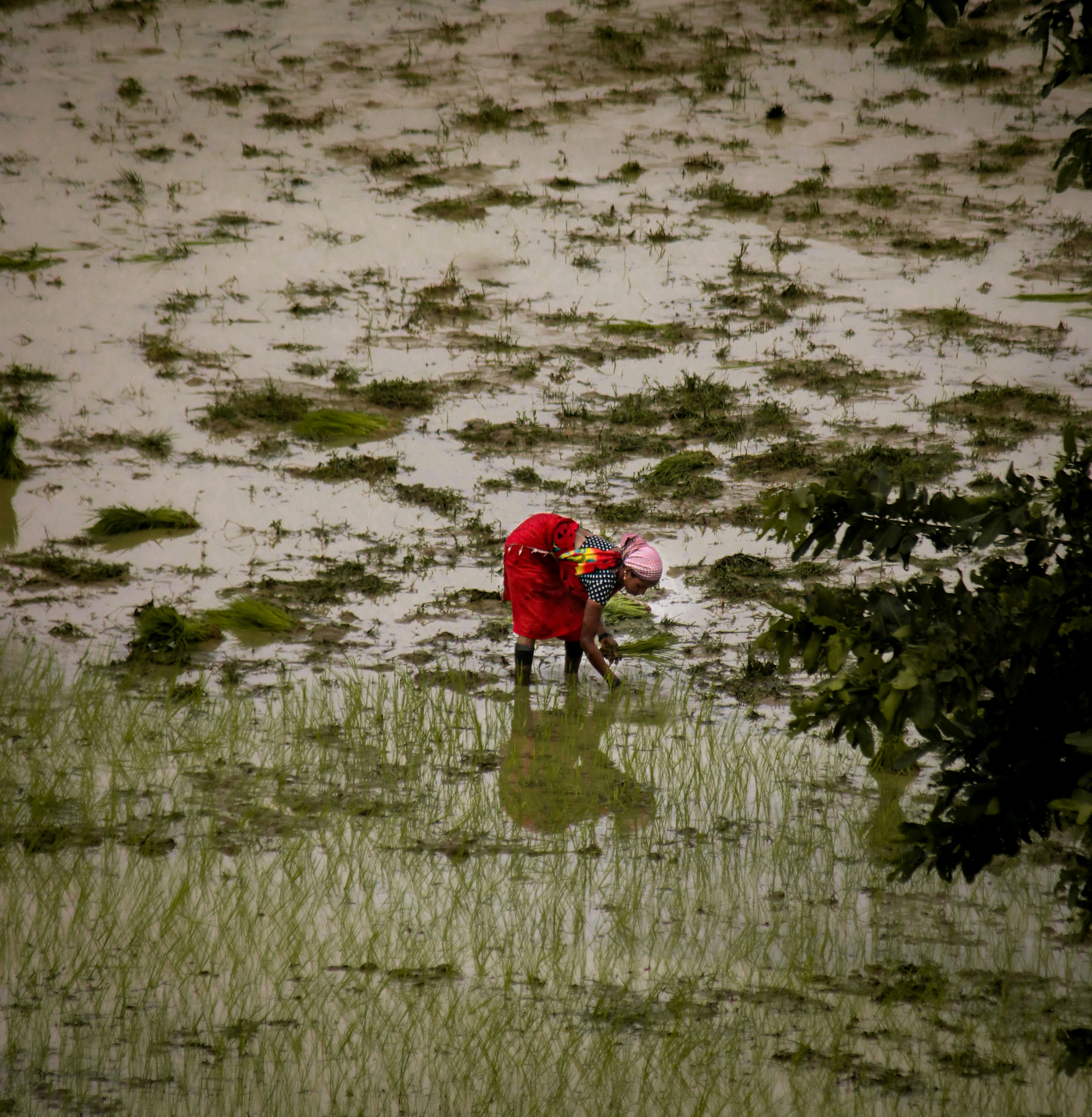Red-robed figure wading through reflective rice paddy with a child in tow