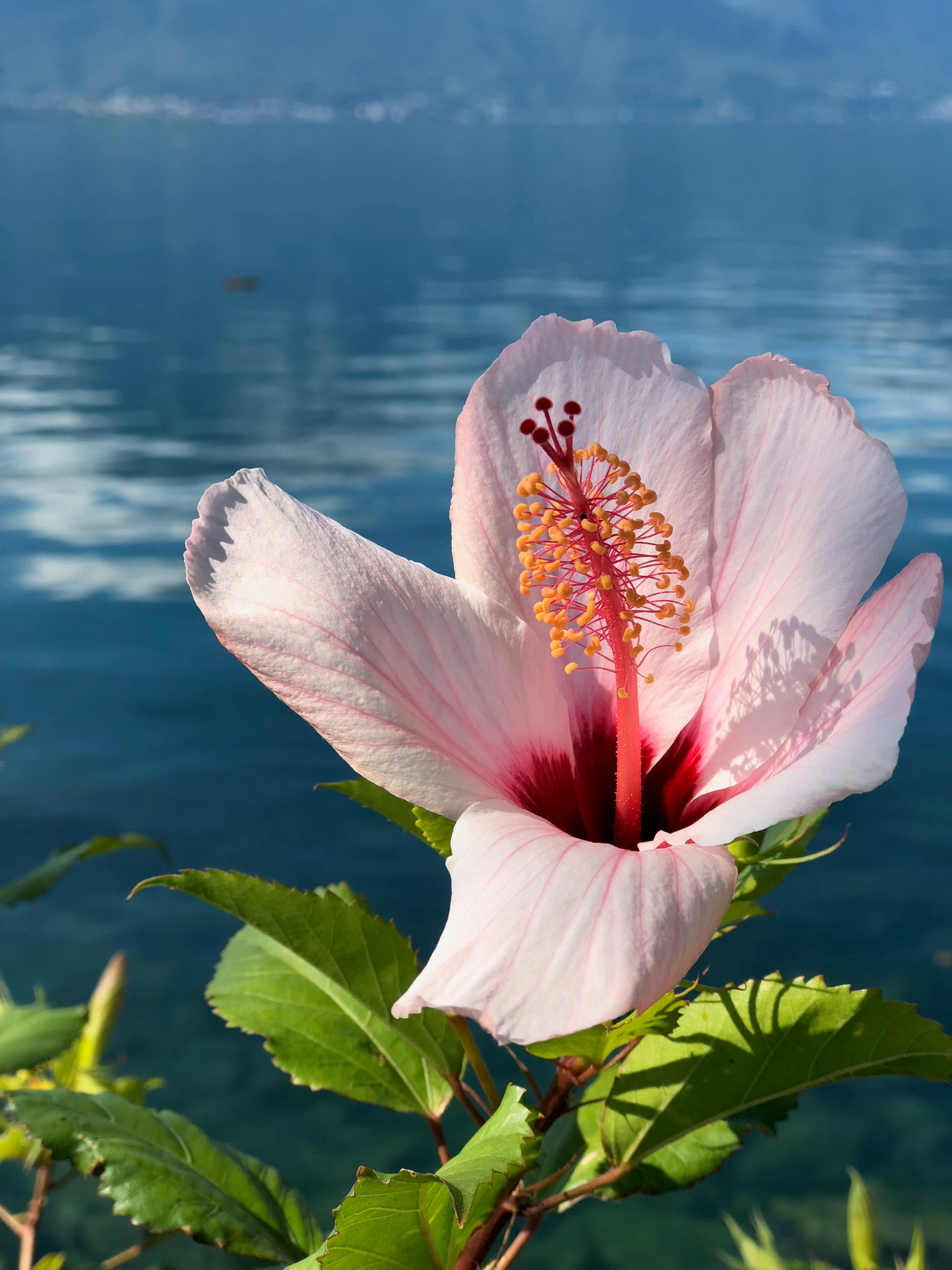 Pink Hibiscus Framed by a Glassy Lake