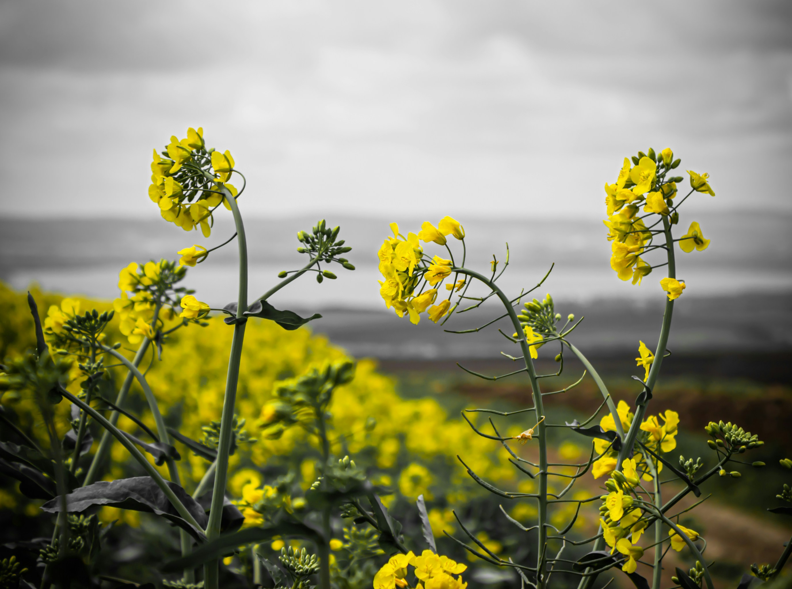 Canola in Color: A Bright Burst Against a Grayscale Horizon