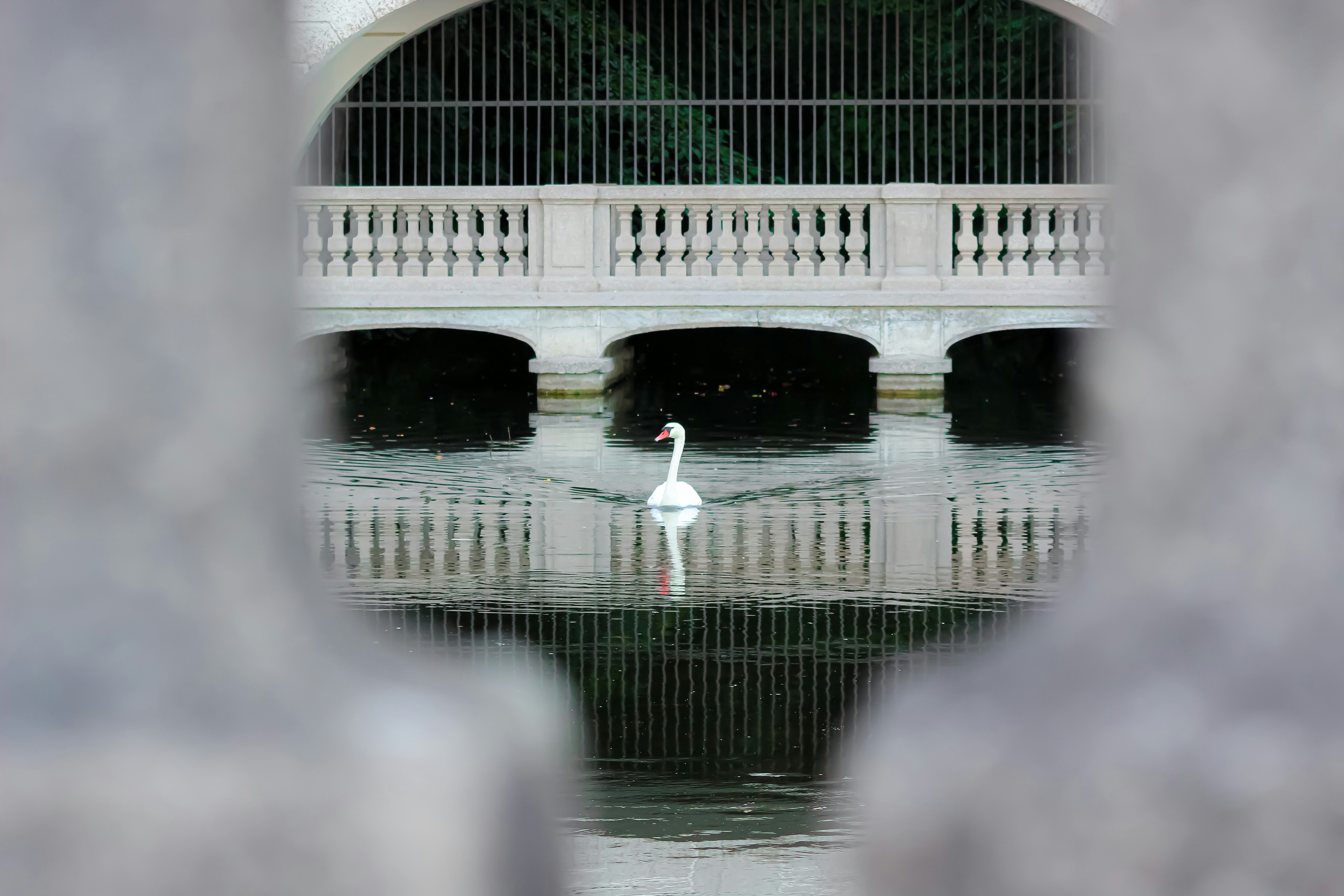 Swan through the Arch: quiet reflection framed by marble railings