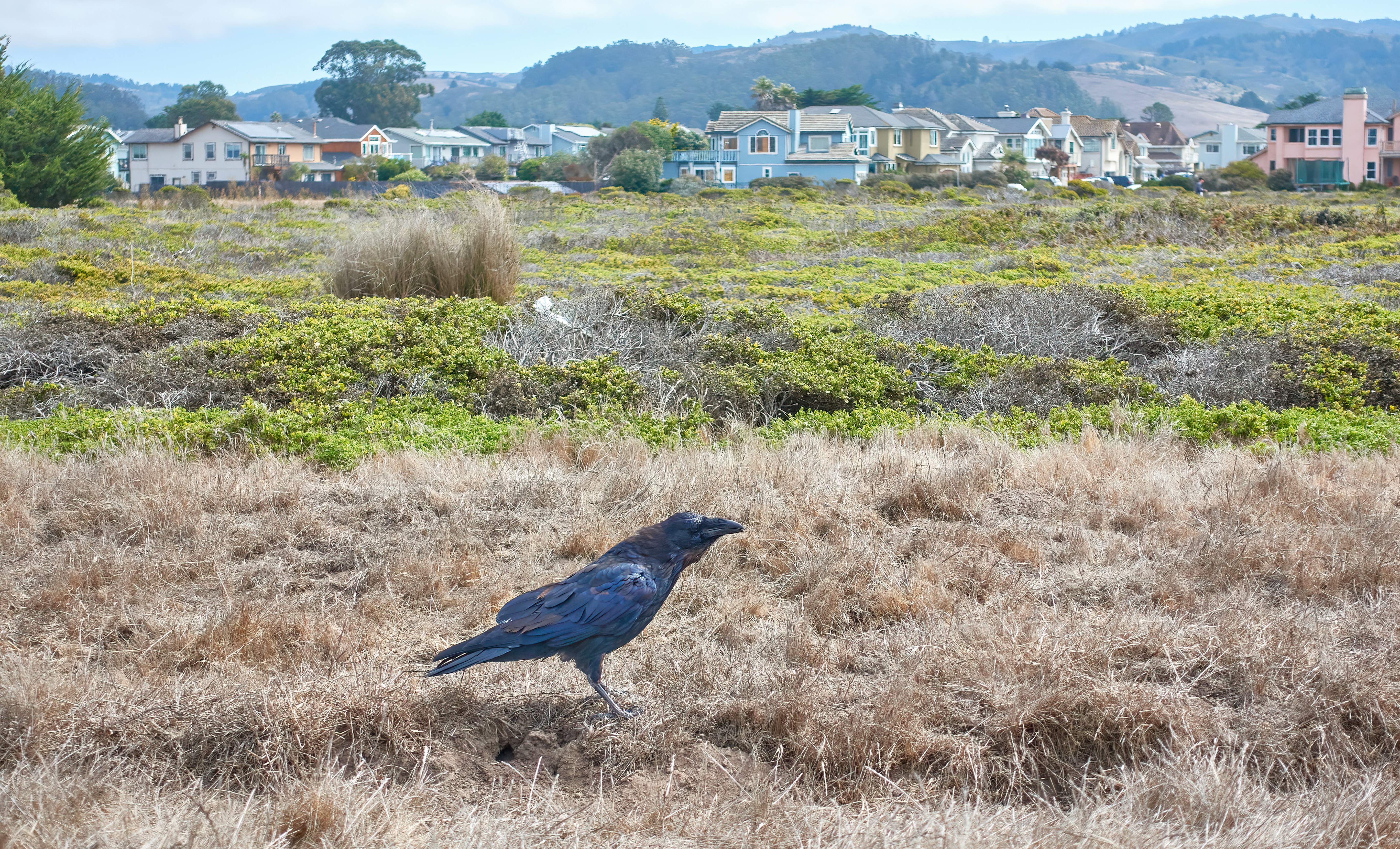 Crow on a sunlit scrub with a distant coastal suburb backdrop