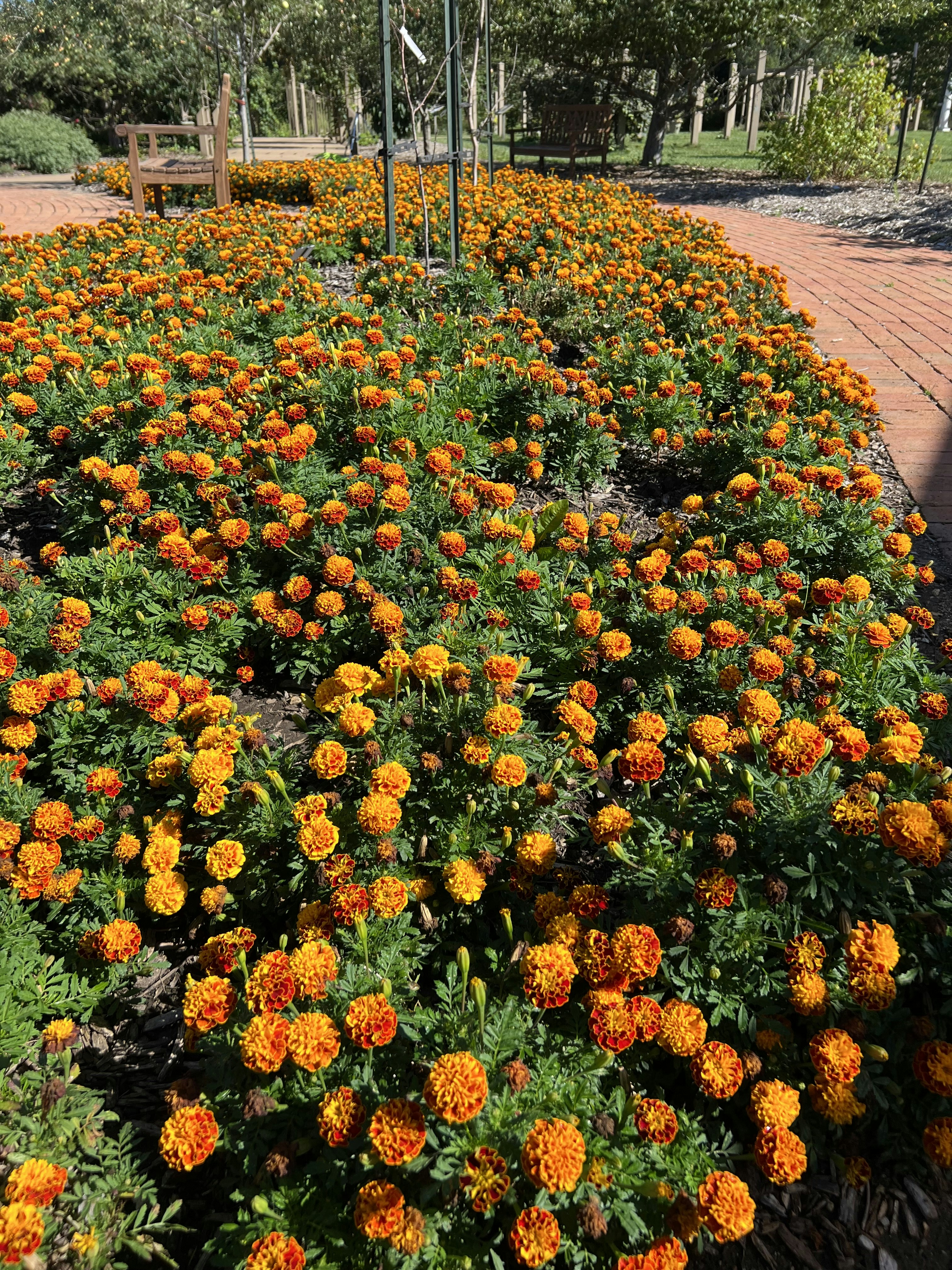 Radiant Marigold Verge Curving Along a Brick Garden Path